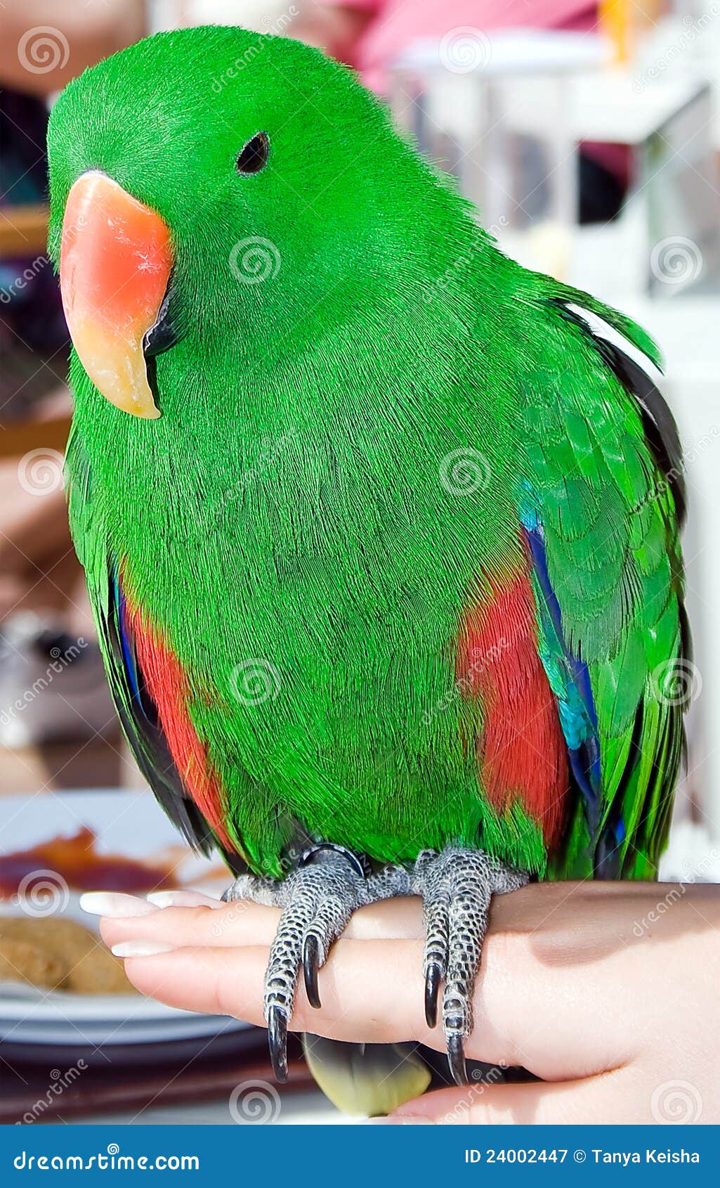 Colorful Of Eclectus Parrot Flying Clipping Path On White Isolated ...