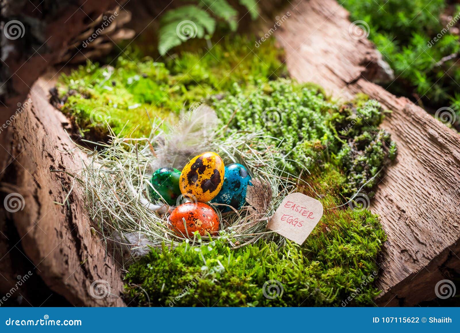 Colorful Eggs for Easter in the Forest at Sunrise Stock Photo - Image ...