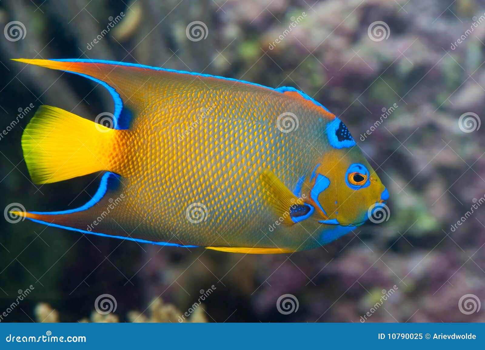 A colorful emperor fish stock image. Image of colony - 10790025