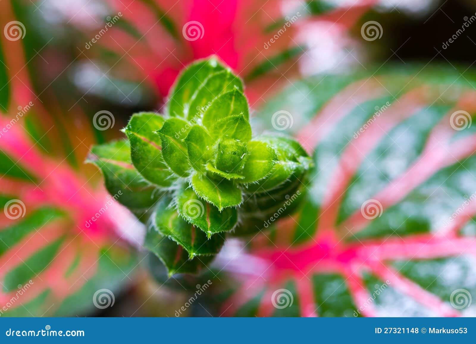 Colorful Episcia plant stock photo. Image of green, botany - 27321148