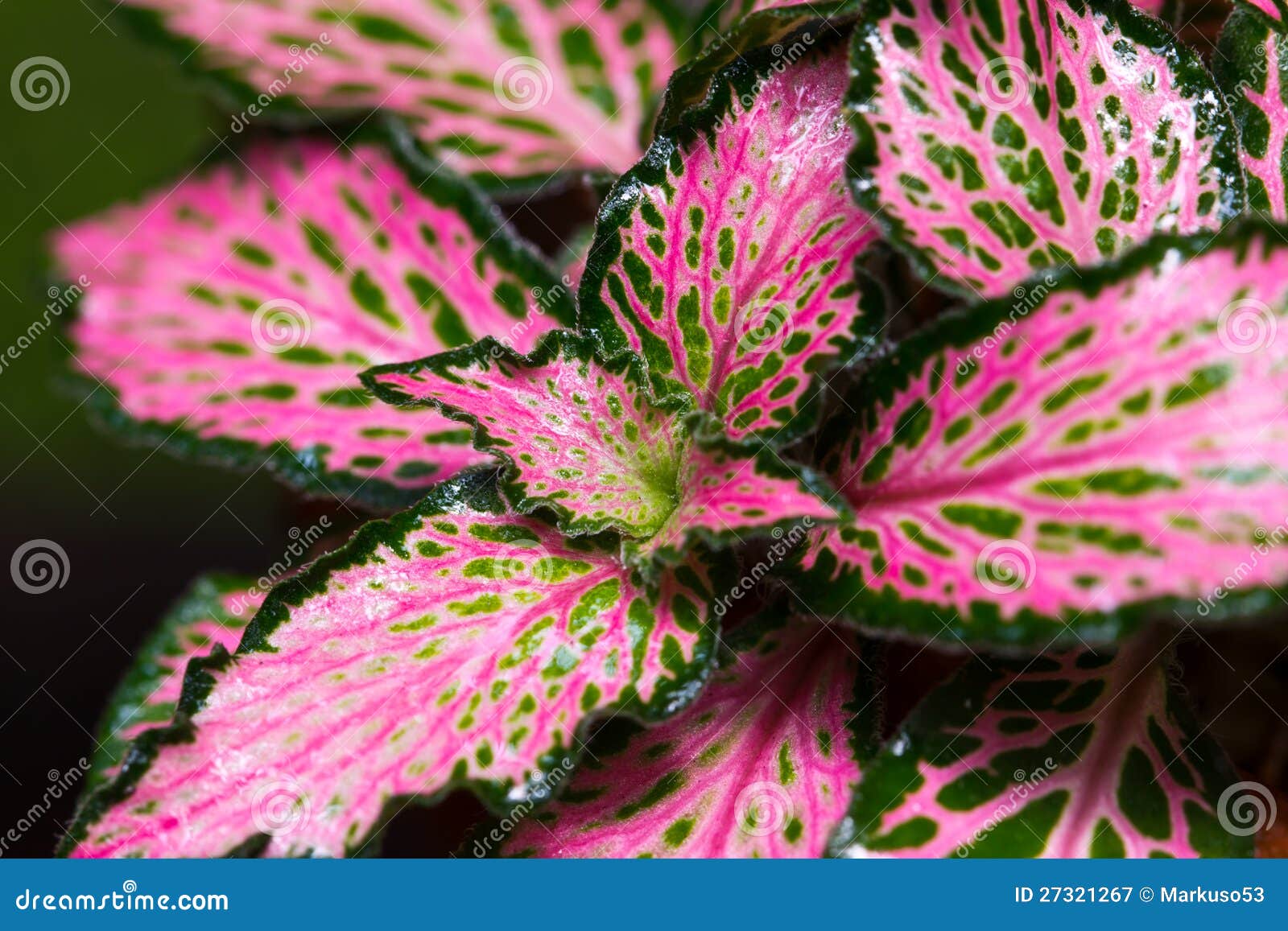 Colorful Episcia plant stock image. Image of macro, leave - 27321267