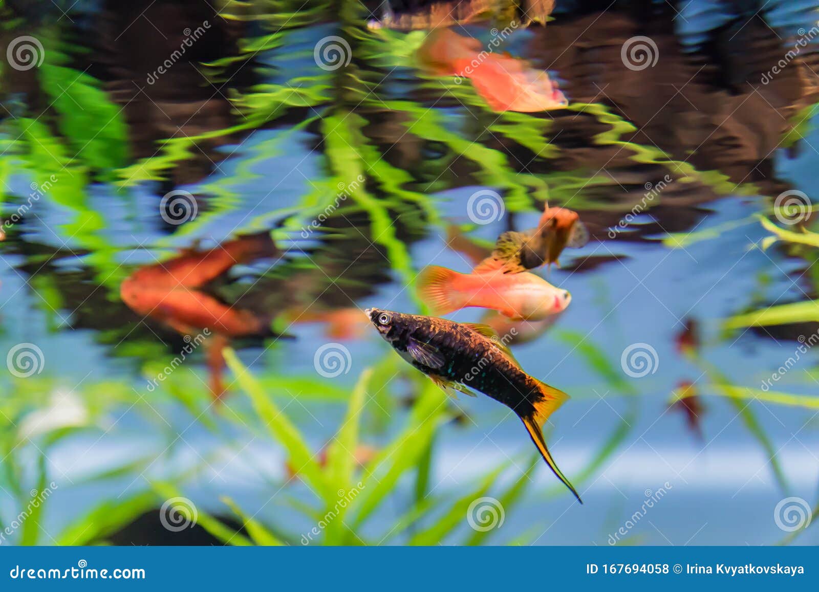 Colorful Exotic Fish through Aquarium Window Stock Photo - Image of ...