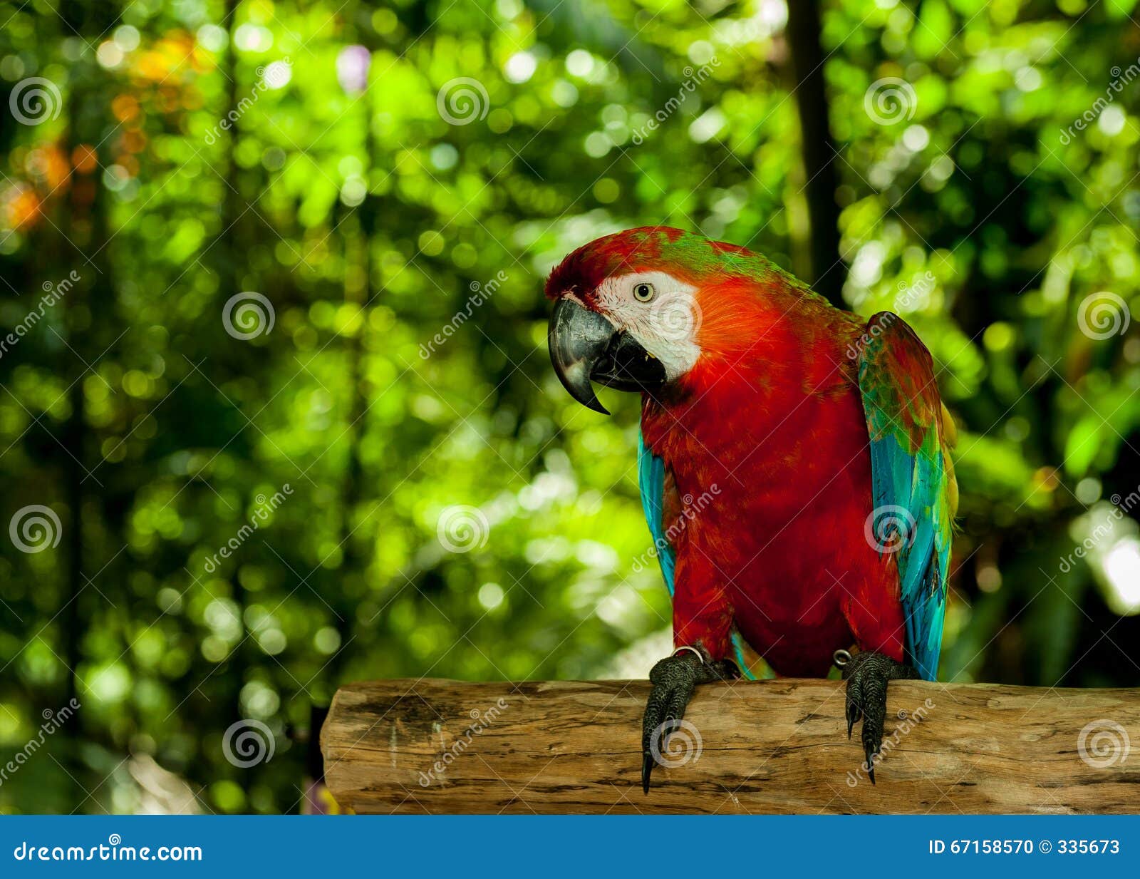 Colorful Exotic Parrots in Full Beauty Stock Photo - Image of beauty ...
