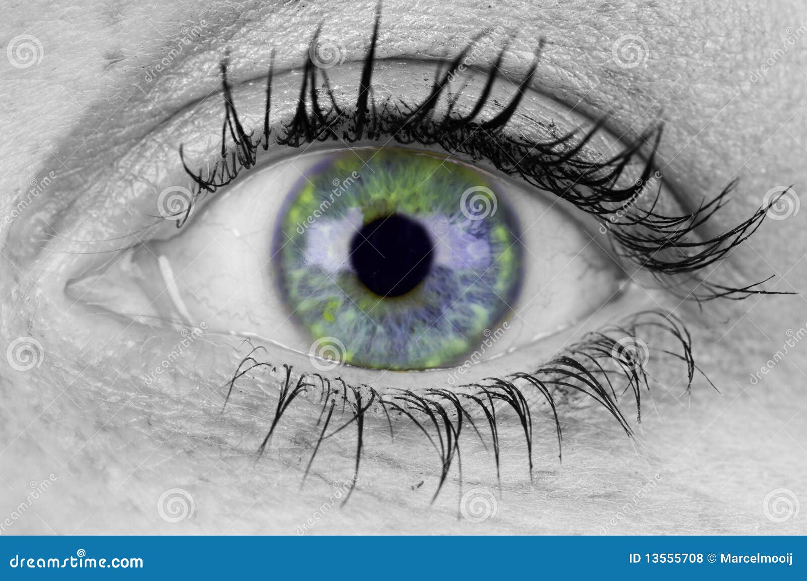 Colorful Eye stock photo. Image of colorful, natural - 13555708