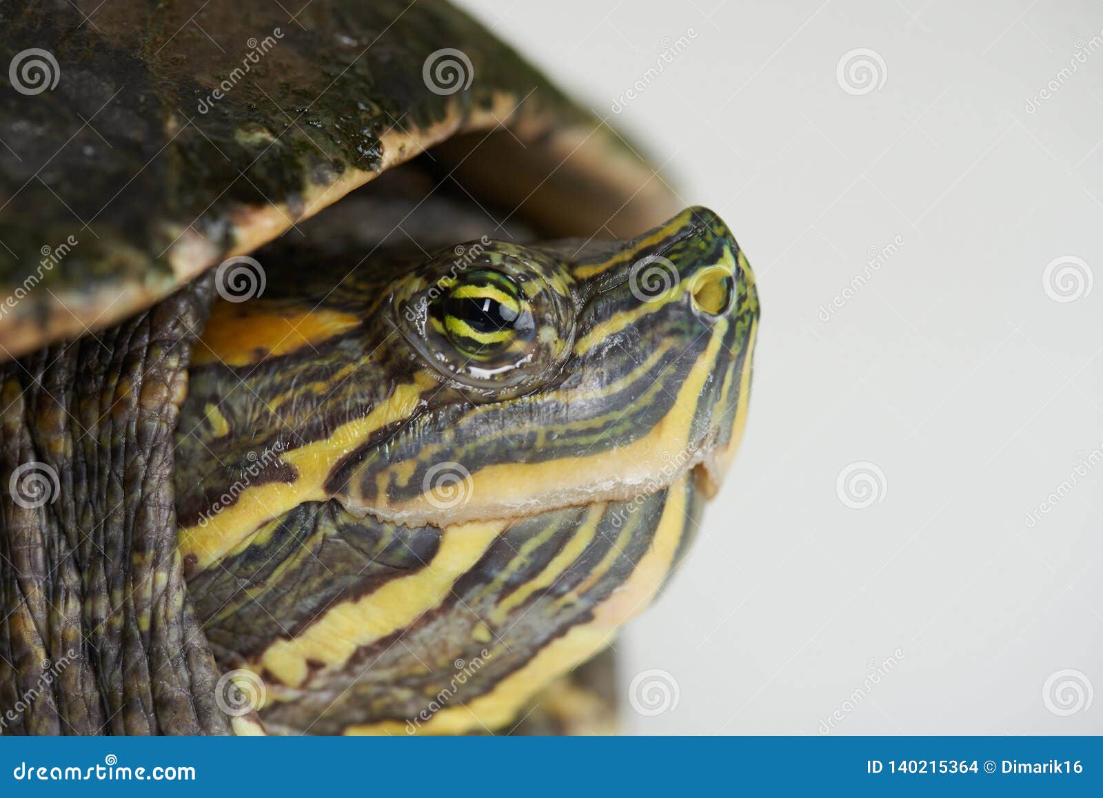 Colorful eye of turtle stock photo. Image of background - 140215364
