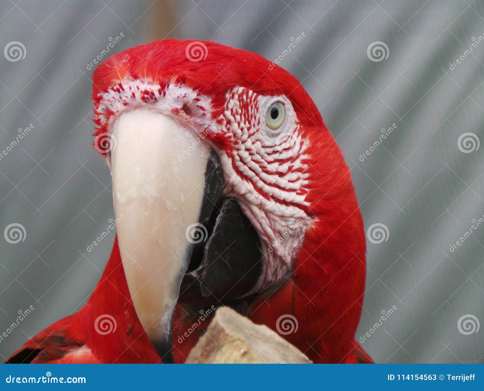 Colorful face of a parrot stock image. Image of colorful - 114154563