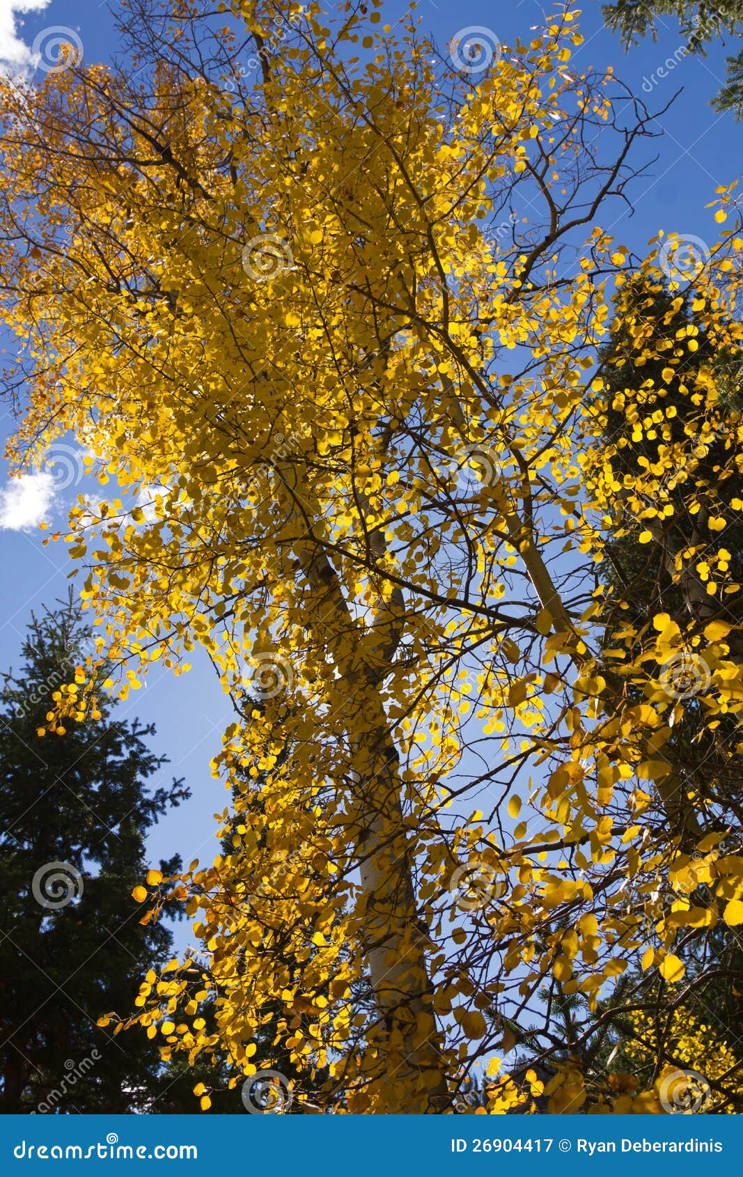 Colorful Fall Aspen Leaves stock image. Image of sunshine - 26904417