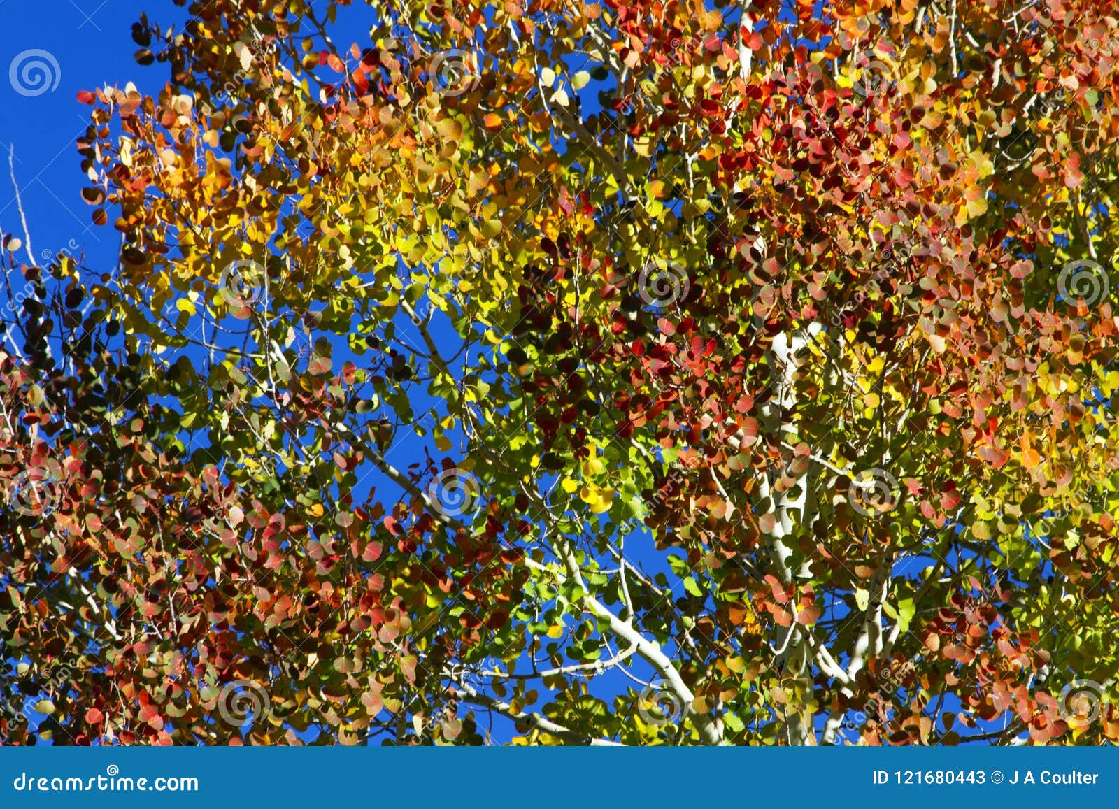 Colorful Aspen Trees in Front of a Bright Blue Sky Stock Image - Image ...