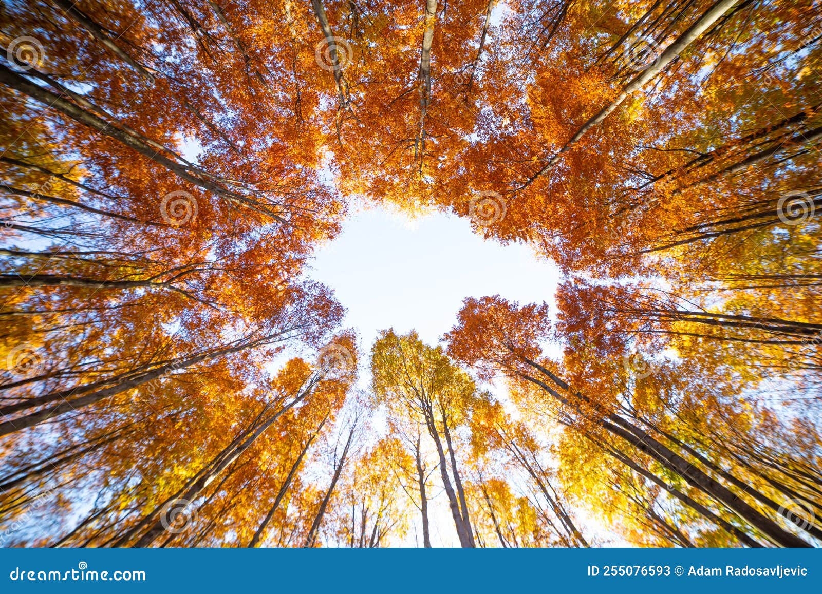 Colorful Fall Autumn Forest of Beech Forest Stock Image - Image of ...