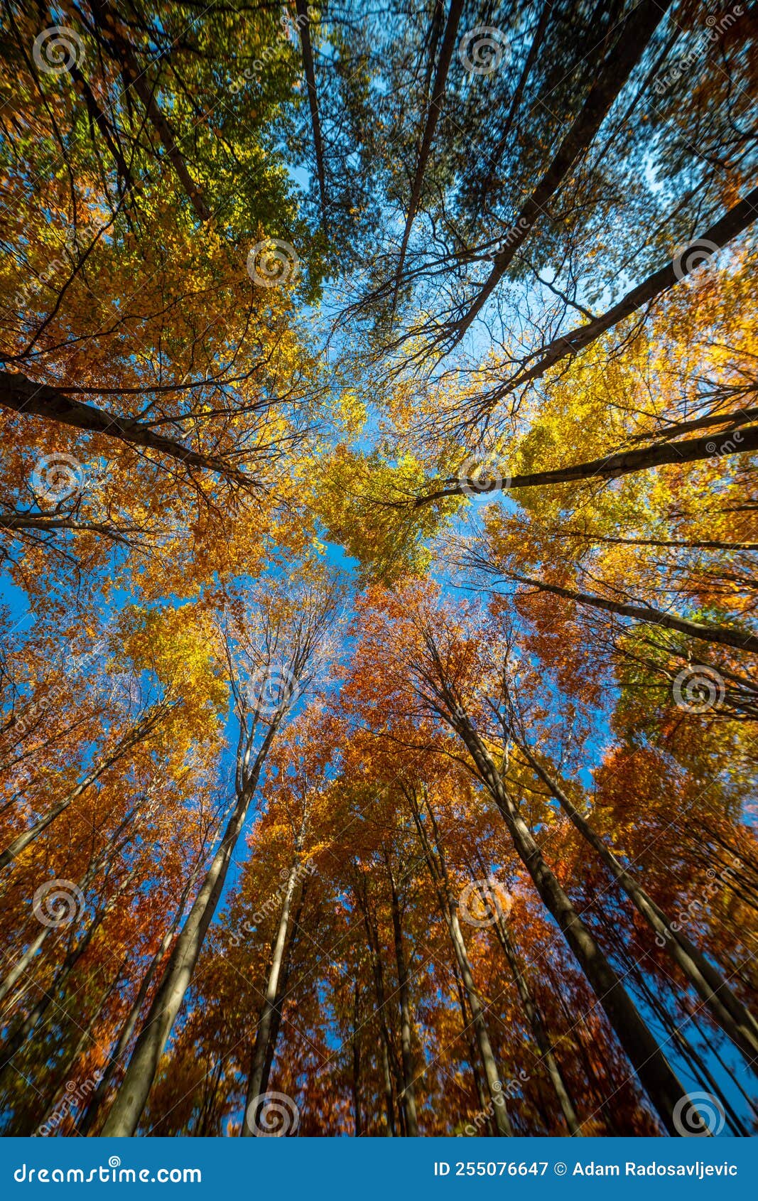 Colorful Fall Autumn Forest of Beech Forest Stock Image - Image of ...