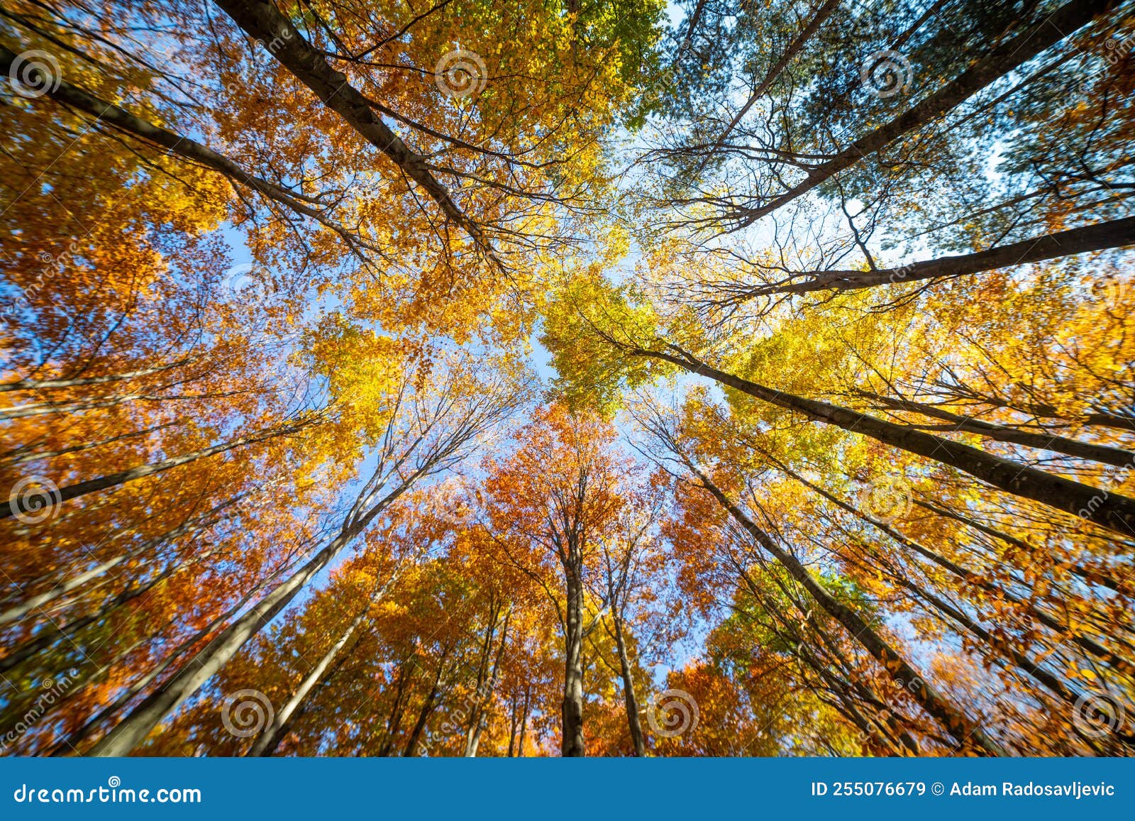 Colorful Fall Autumn Forest of Beech Forest Stock Image - Image of ...