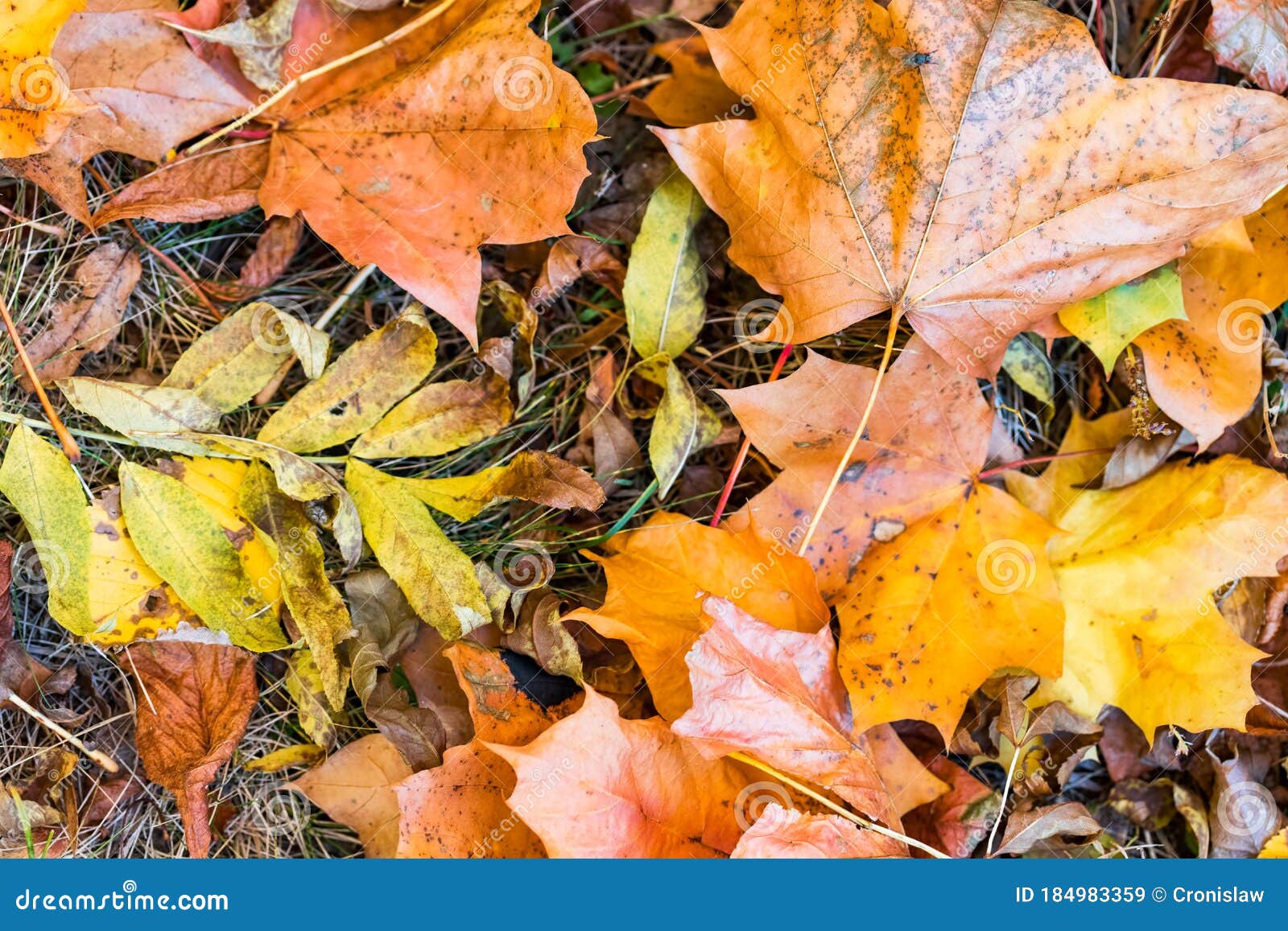 Colorful Fall Autumn Leaves As a Background Stock Image - Image of ...