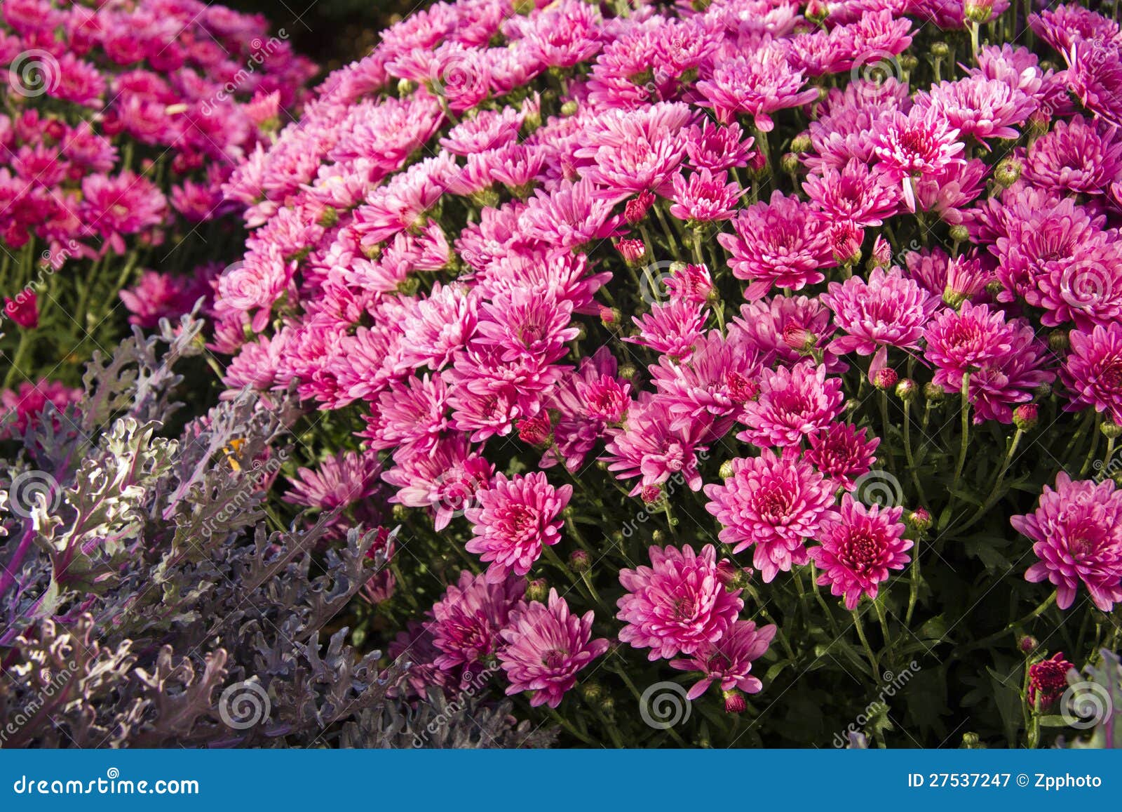 Colorful fall flowers stock image. Image of harvested - 27537247