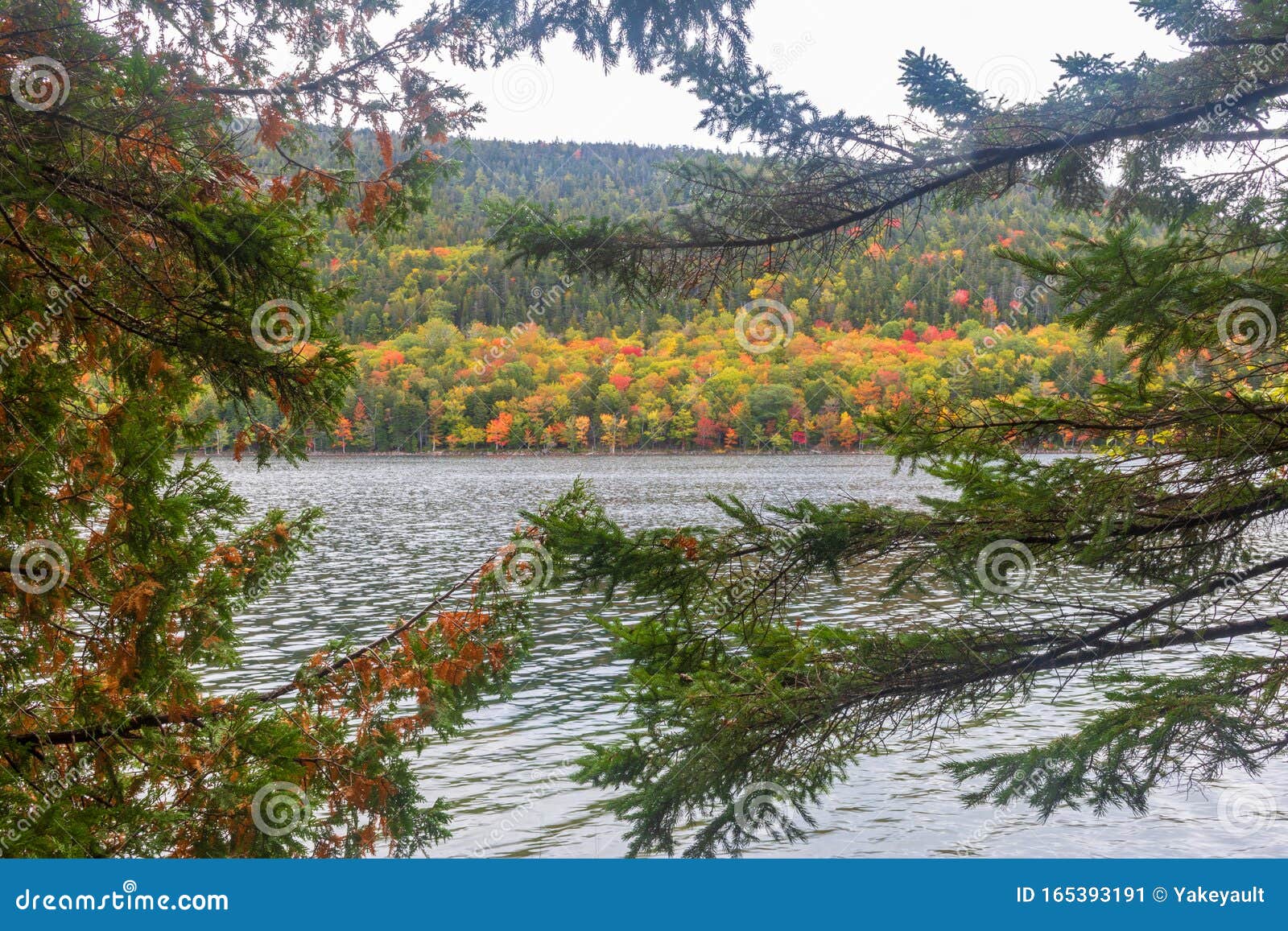 Colorful Fall Foliage Seen between the Pine Branches Stock Image ...