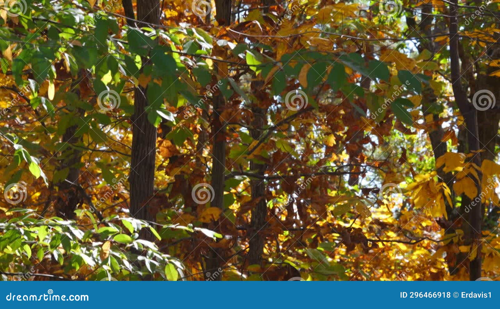 Colorful Fall Foliage on Tall Trees in Forest Stock Footage - Video of ...