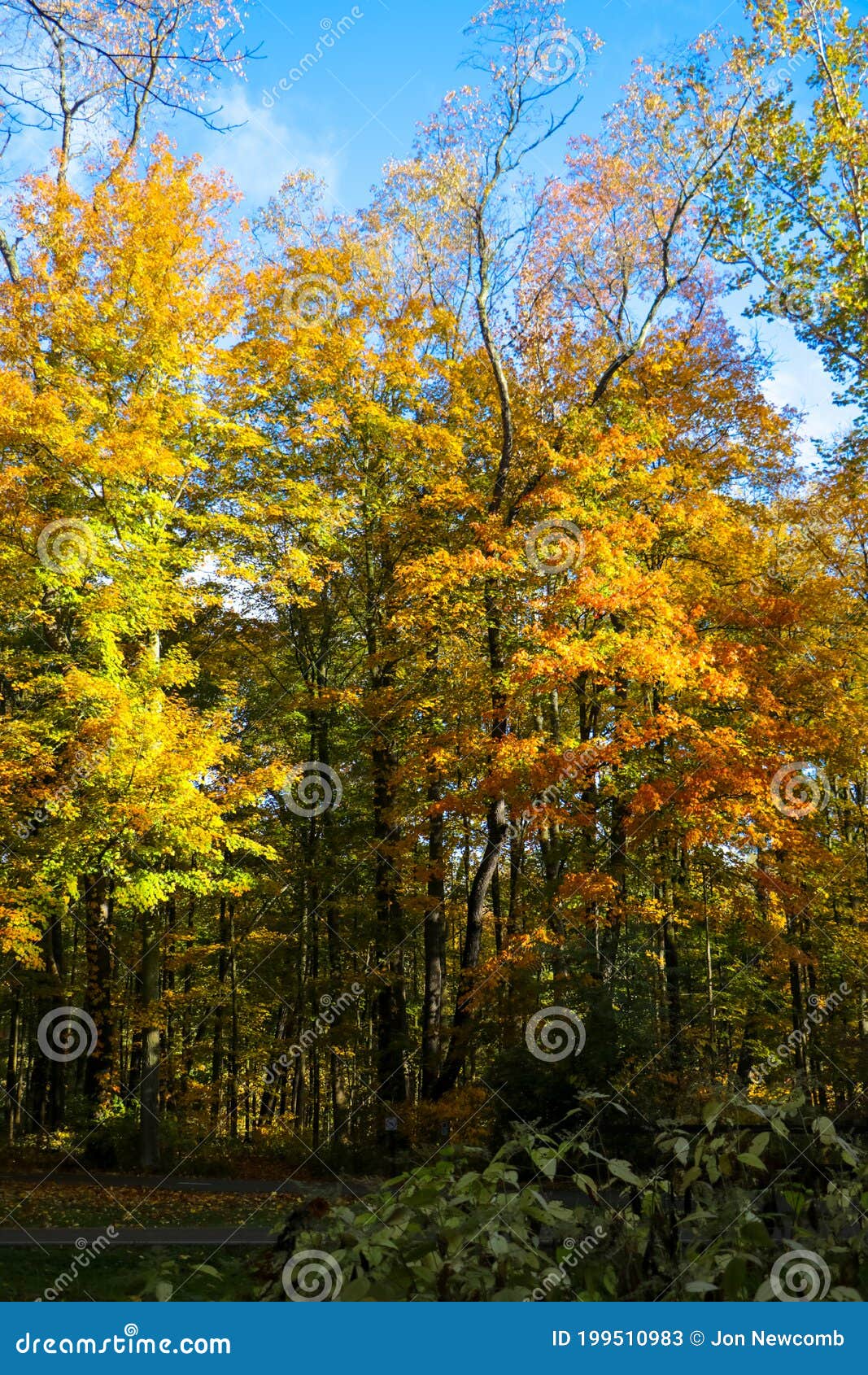 Beautiful fall foliage. stock image. Image of trees - 199510983