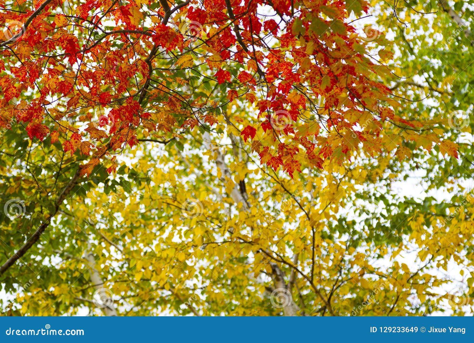 Colorful Fall Foliage stock image. Image of luxuriant - 129233649