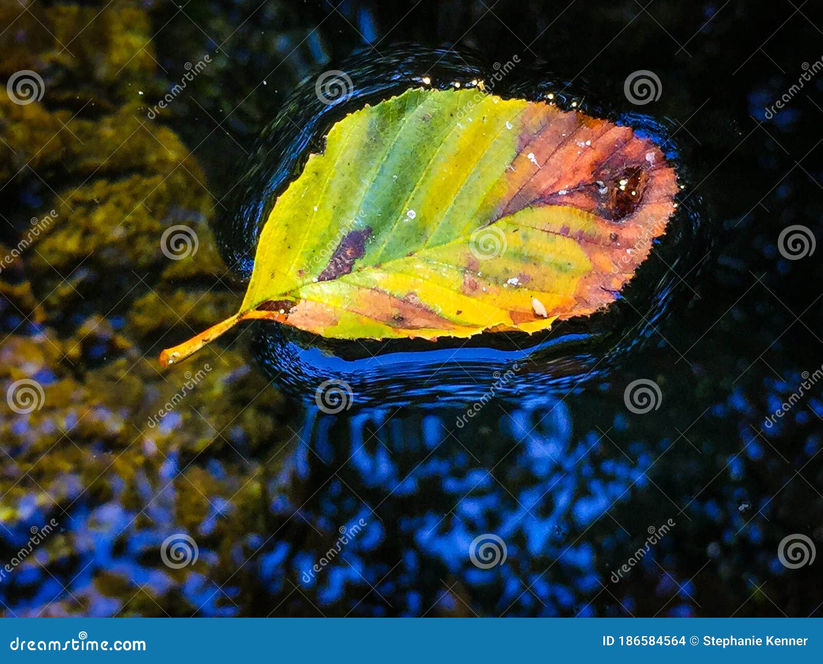 Colorful Fall Leaf Floating in Water Stock Photo - Image of pond ...