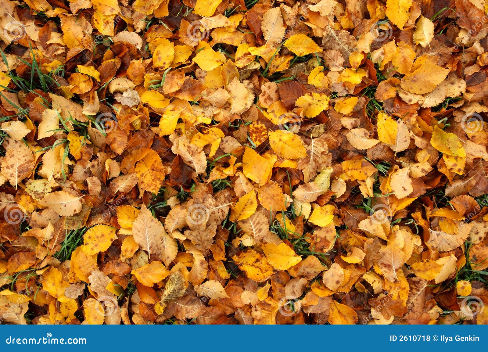 Colorful Fall Leaves stock photo. Image of foliage, plant - 2610718