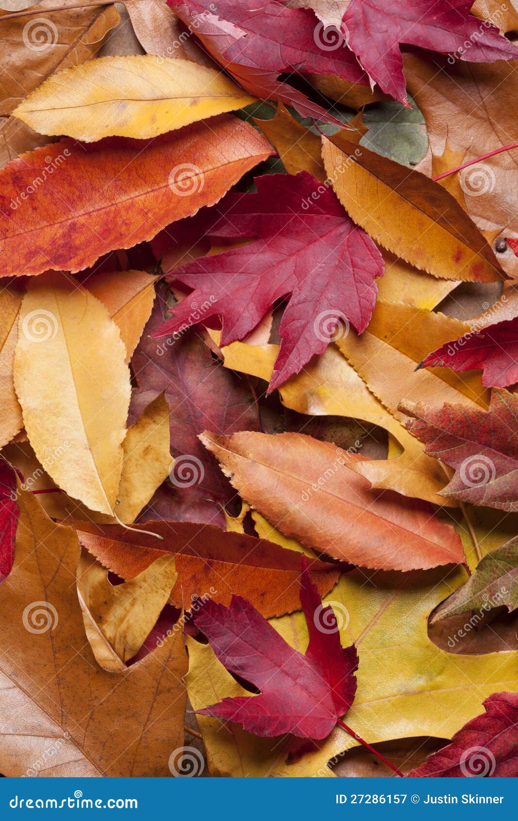 Colorful Fall Leaves stock image. Image of environment - 27286157