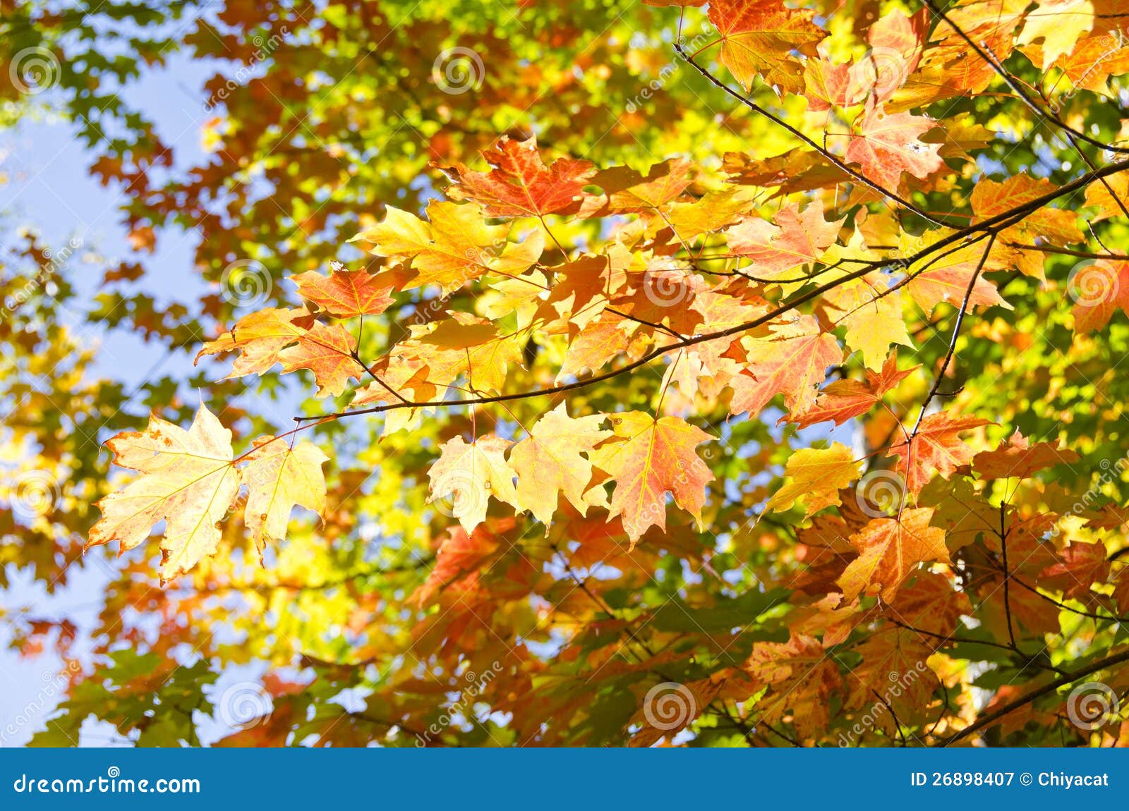 Colorful Fall Leaves Back Lit Stock Image - Image of orange, colors ...