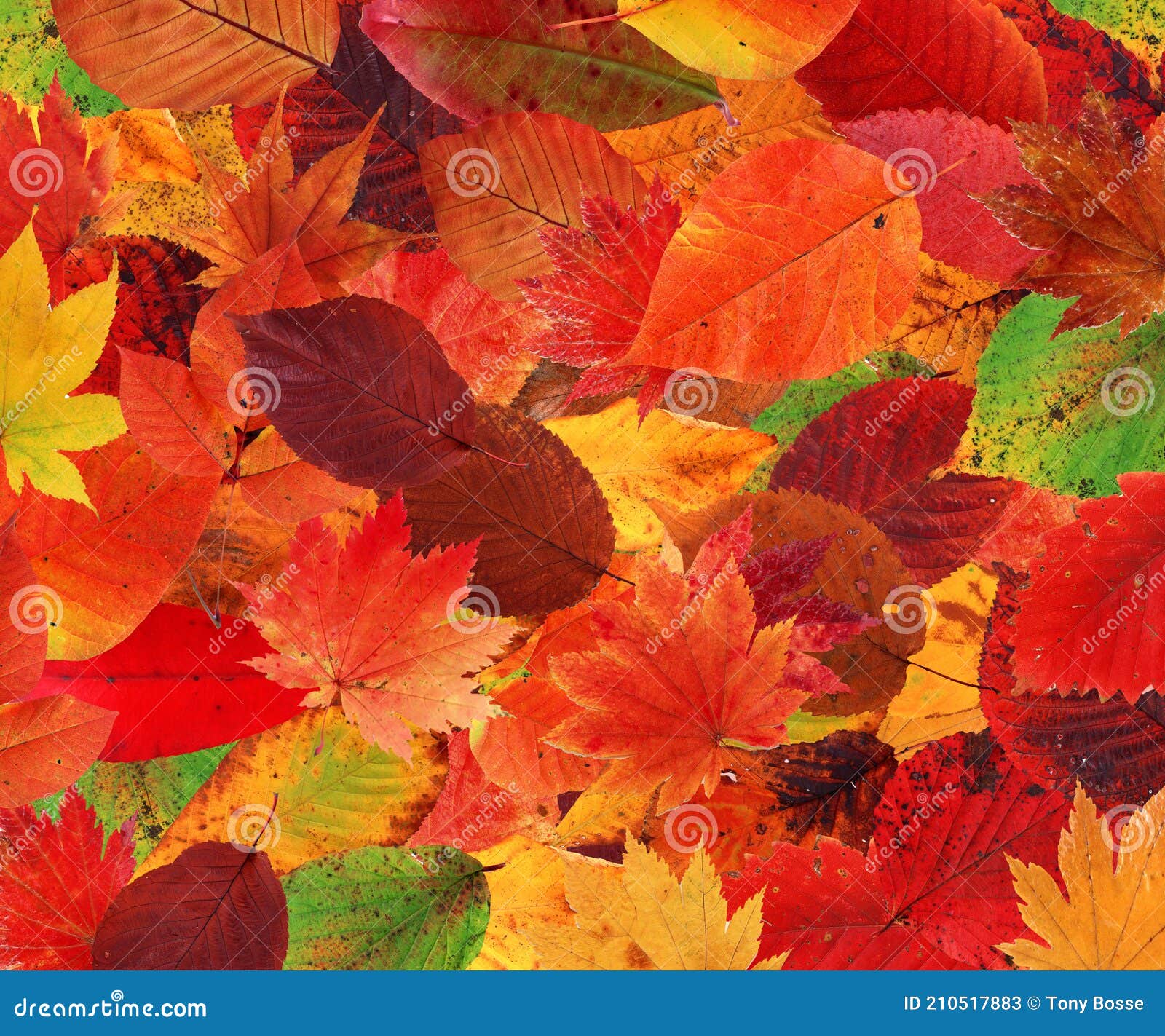 Colorful Fall Leaves Background Stock Image - Image of colorful ...