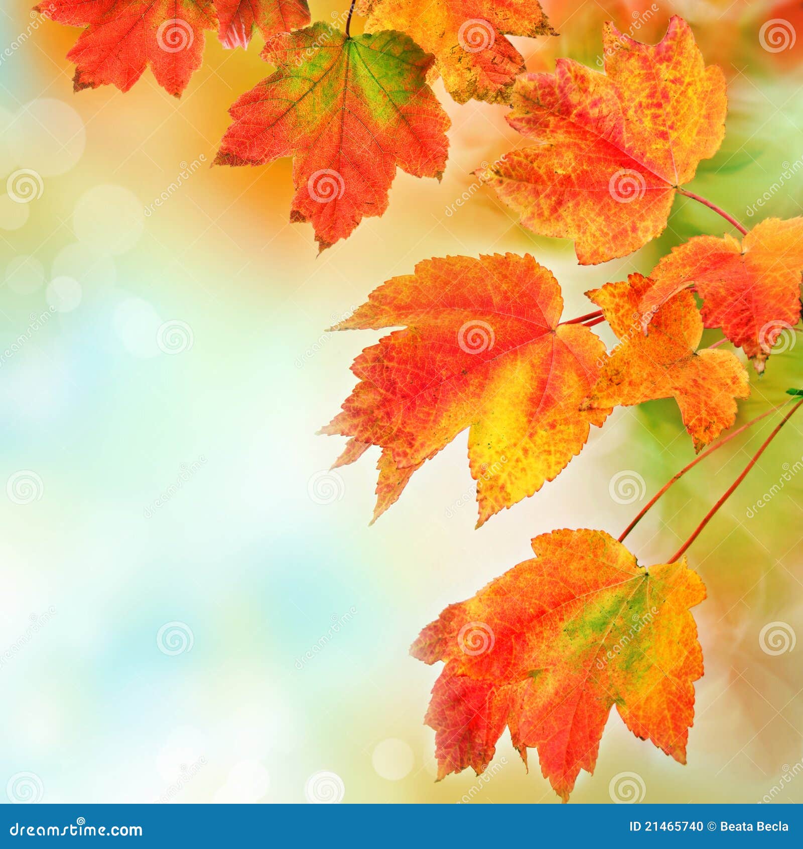 Colorful Fall Leaves Background. Shallow Focus. Stock Photo - Image of ...