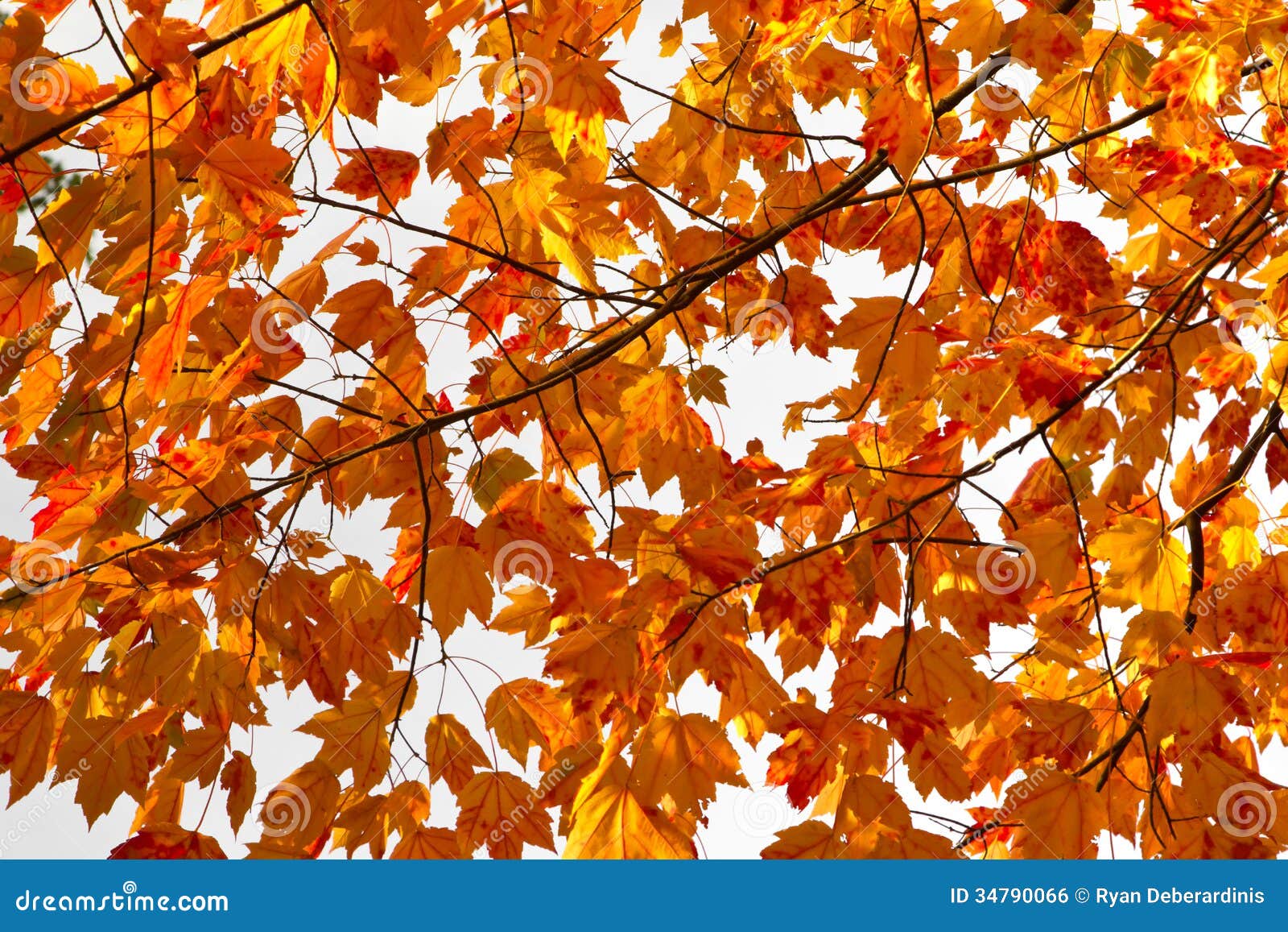 Colorful Fall Leaves Background Texture Stock Photo - Image of change ...