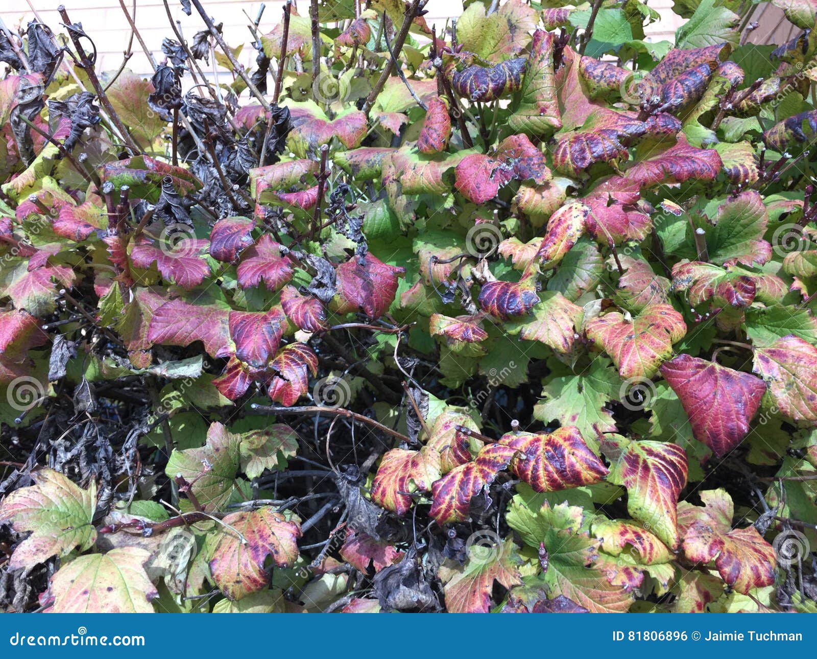 Colorful Fall Leaves Changing Color Stock Photo - Image of foliage ...