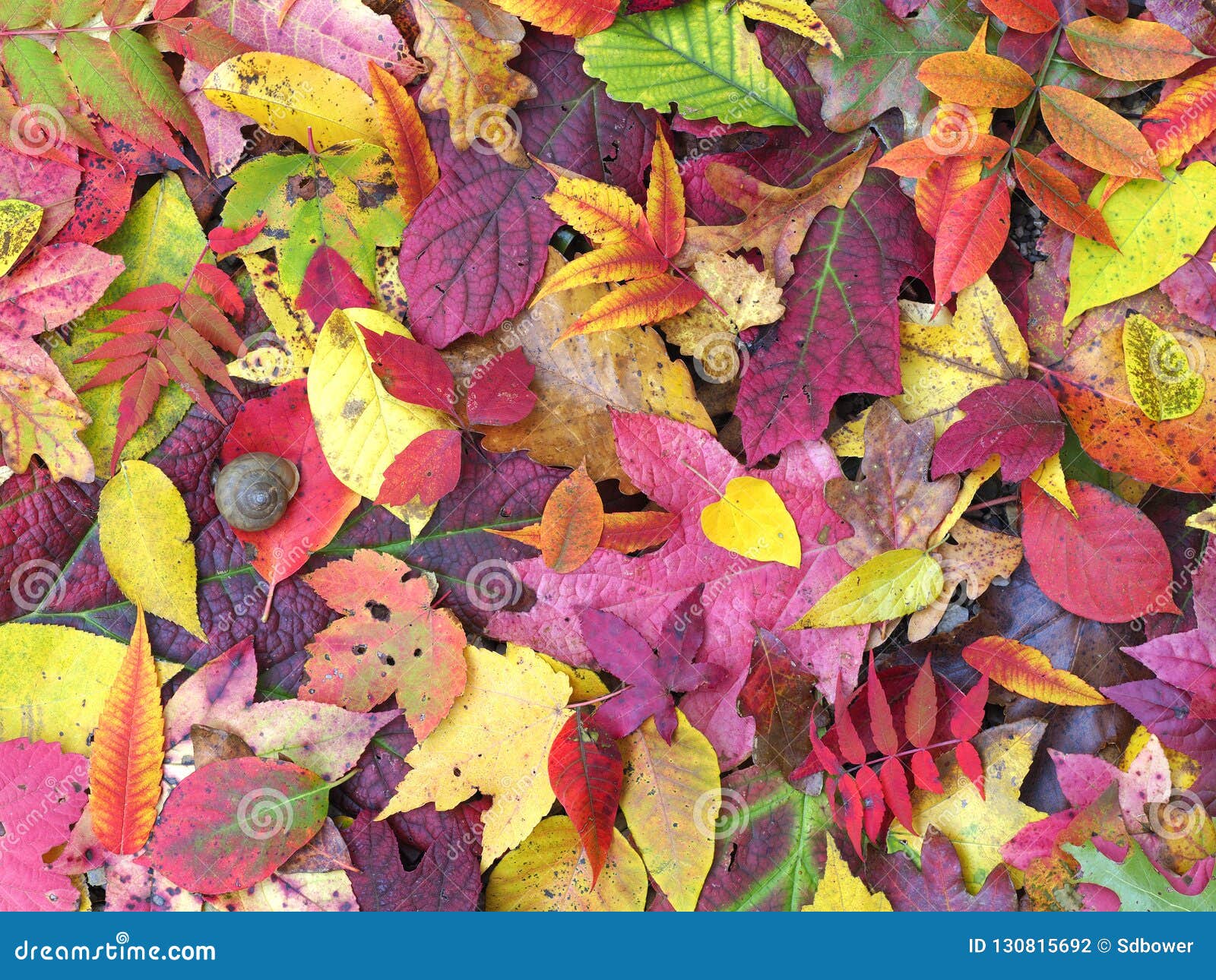 Colorful Fall Leaves on the Ground Stock Photo - Image of veins, nature ...