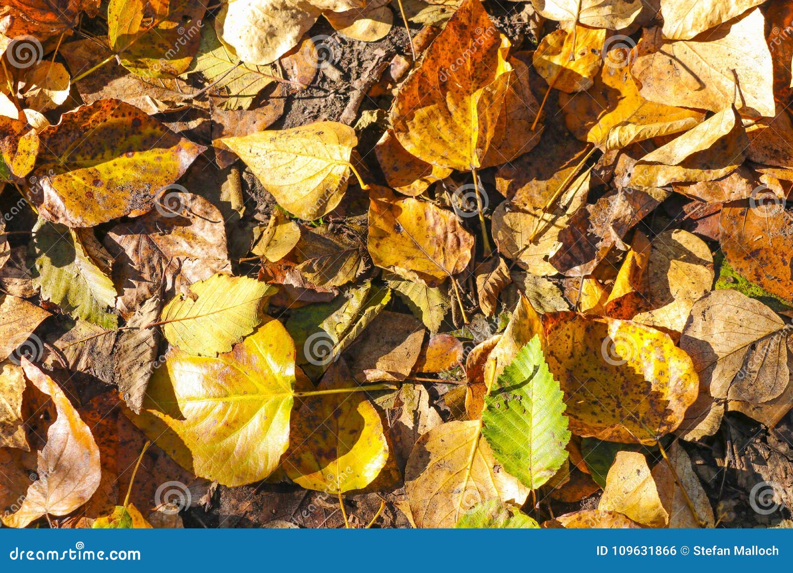 Colorful Fall Leaves on the Ground Stock Photo - Image of orange ...