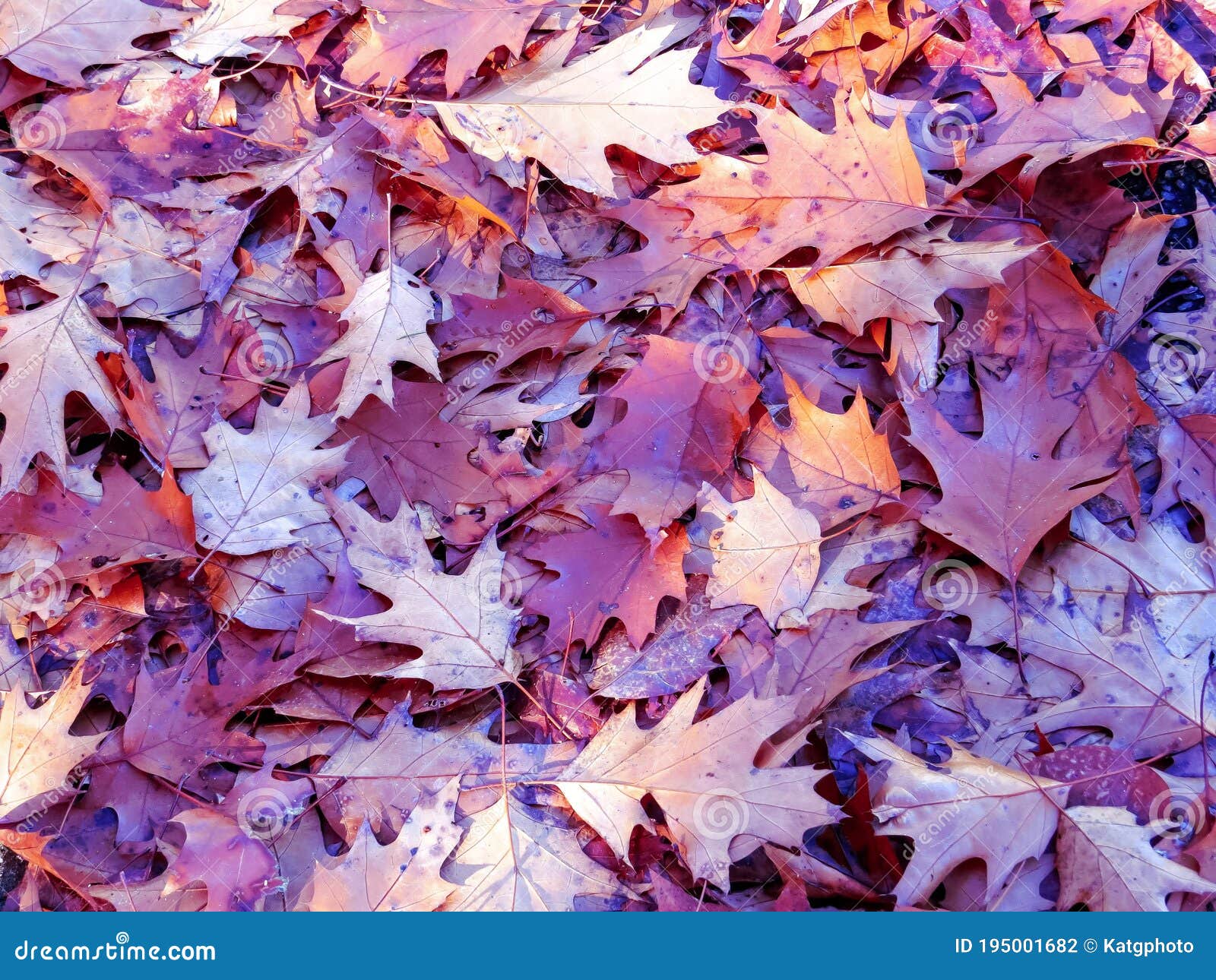 Colorful Fall Leaves on the Ground Textured Background Stock Photo ...
