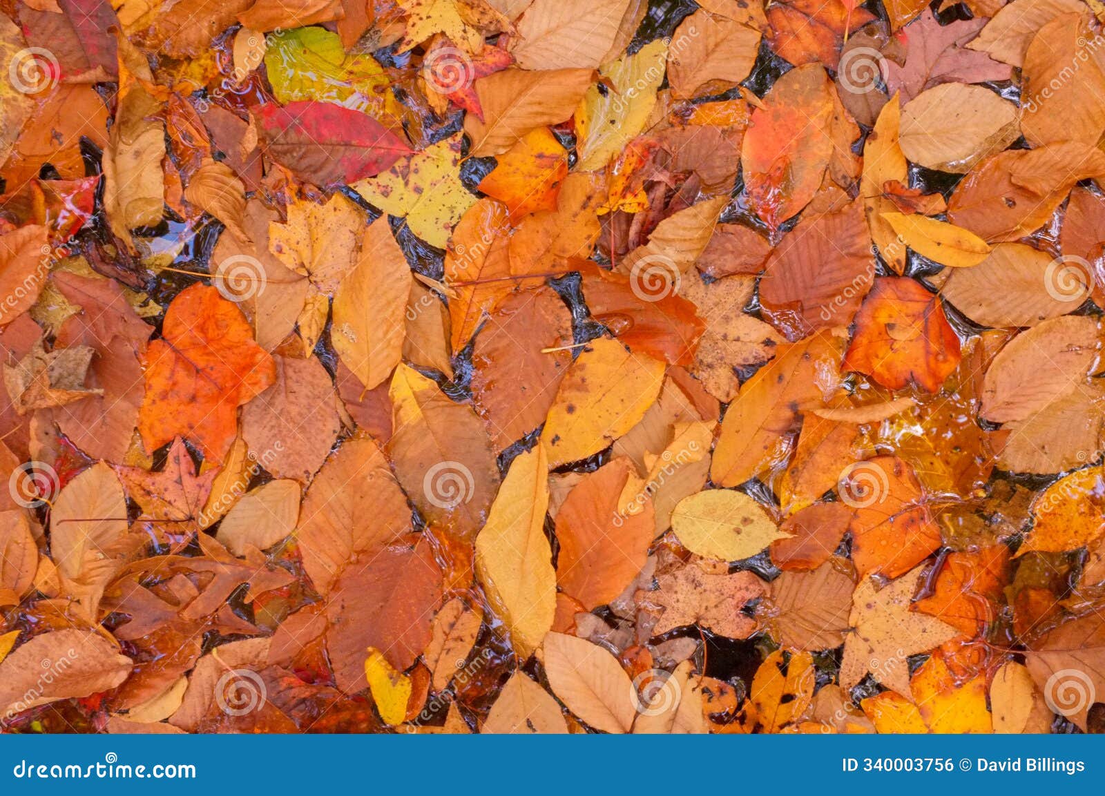 Colorful Fall Leaves Lying on Ground in a Puddle Stock Photo - Image of ...