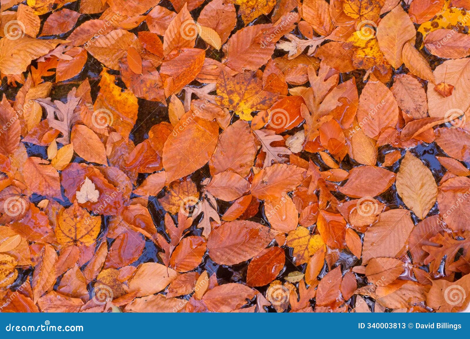 Colorful Fall Leaves Lying in Puddle on Ground Stock Image - Image of ...