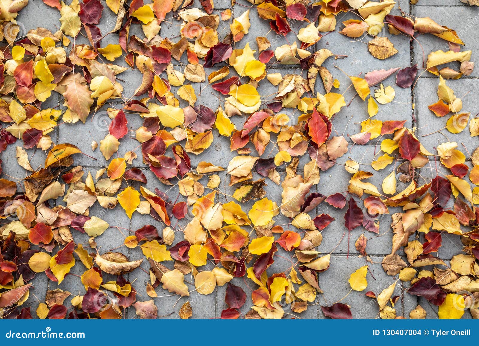 Fall Leaves on Sidewalk Background Top View Texture Stock Photo - Image ...
