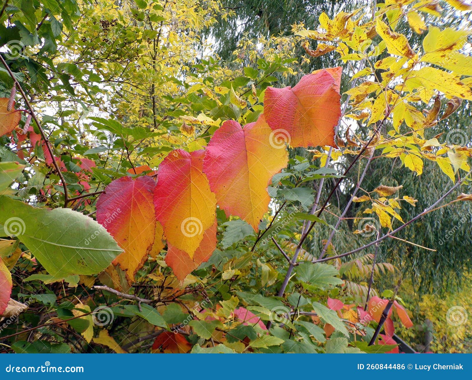 Colorful Fall Leaves stock photo. Image of leaf, branch - 260844486