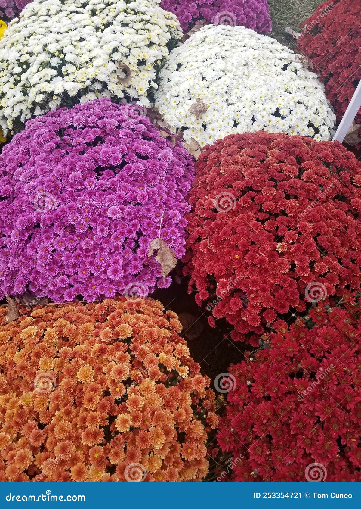 Colorful fall mums stock image. Image of food, plant - 253354721