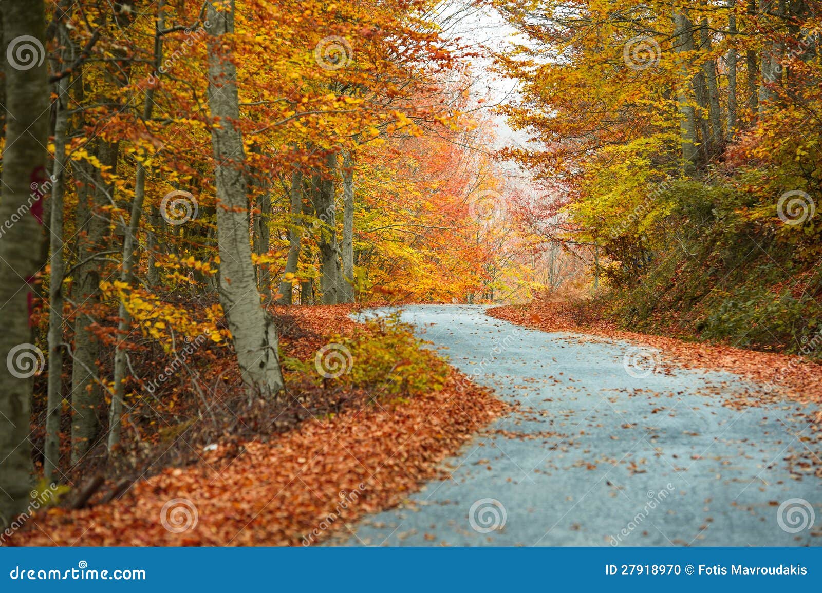 Colorful fall path stock photo. Image of leaves, autumnal - 27918970
