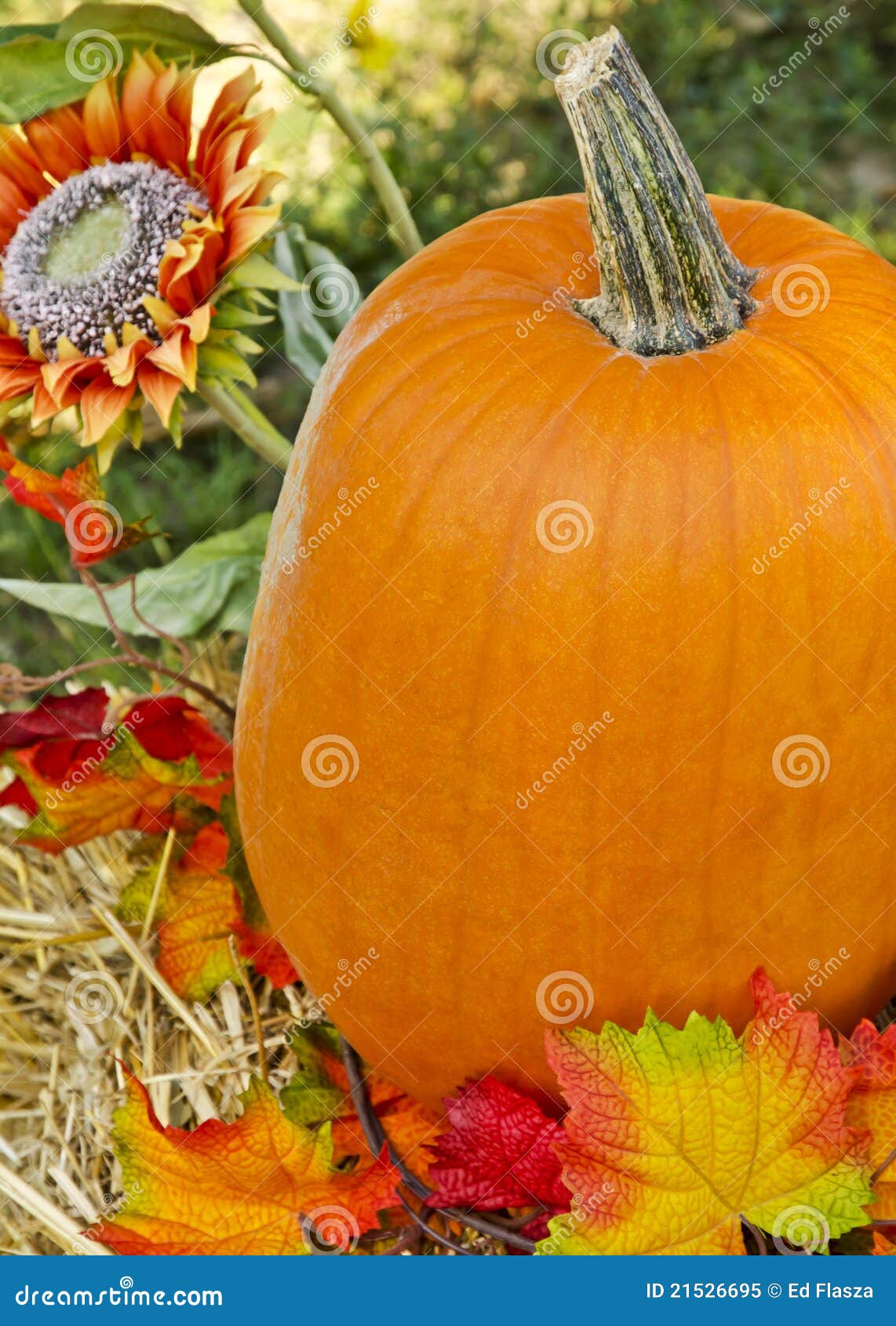 Colorful fall pumpkin stock image. Image of november - 21526695