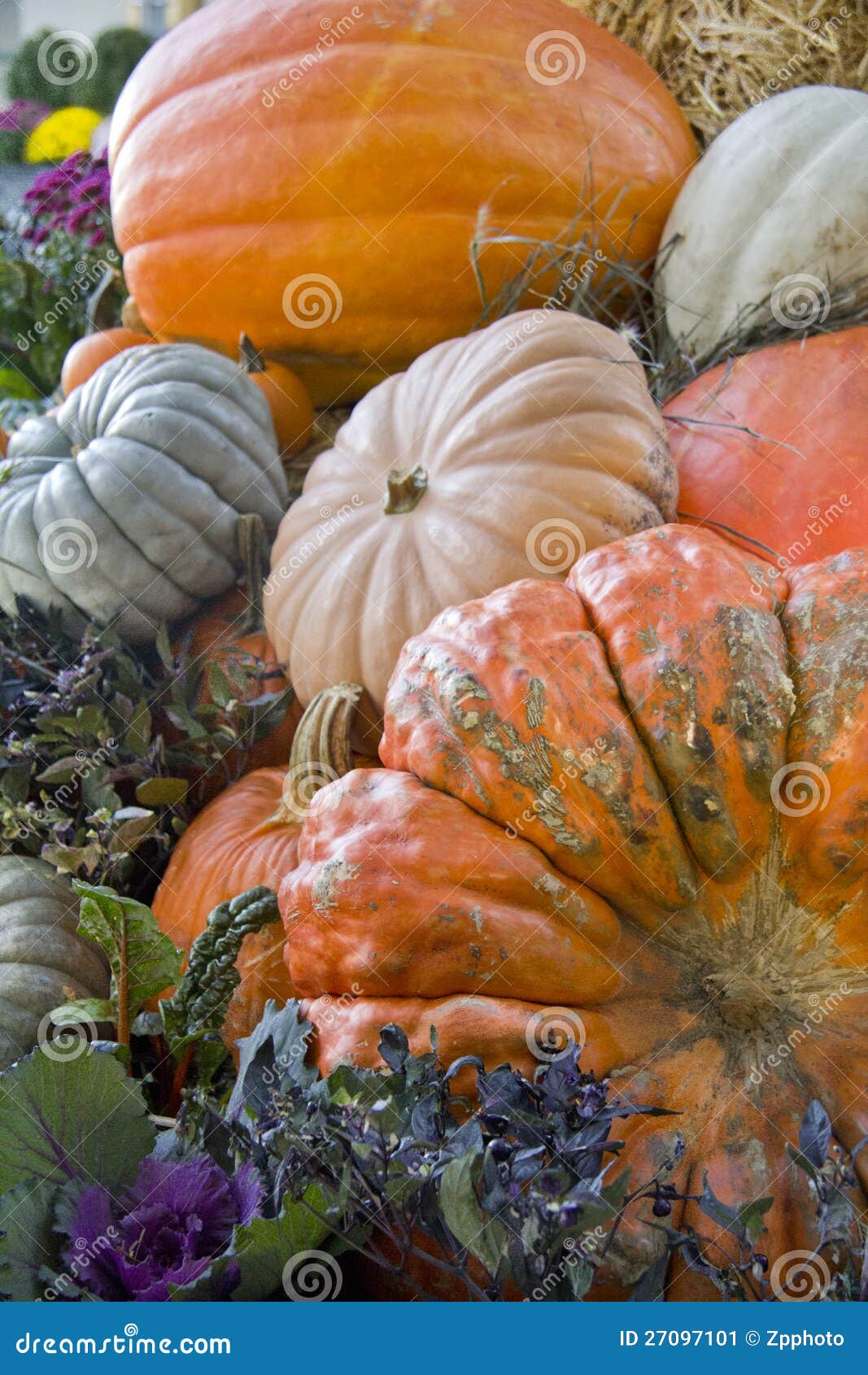Colorful fall pumpkin stock image. Image of natural, fresh - 27097101