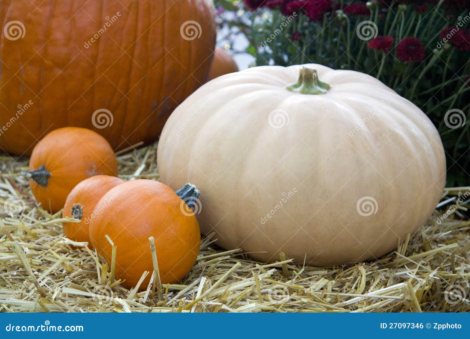 Colorful fall pumpkins stock photo. Image of decorate - 27097346