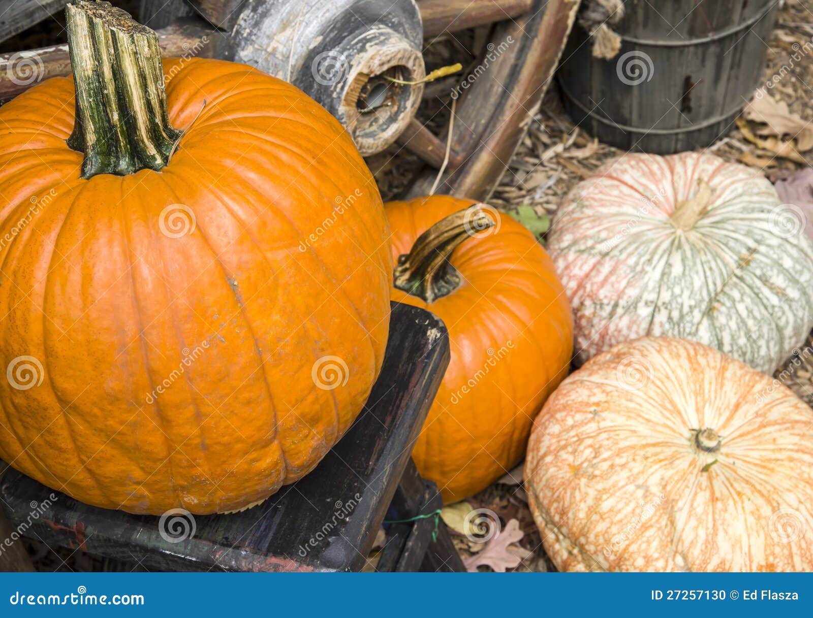 Colorful fall pumpkins stock photo. Image of pumpkins - 27257130