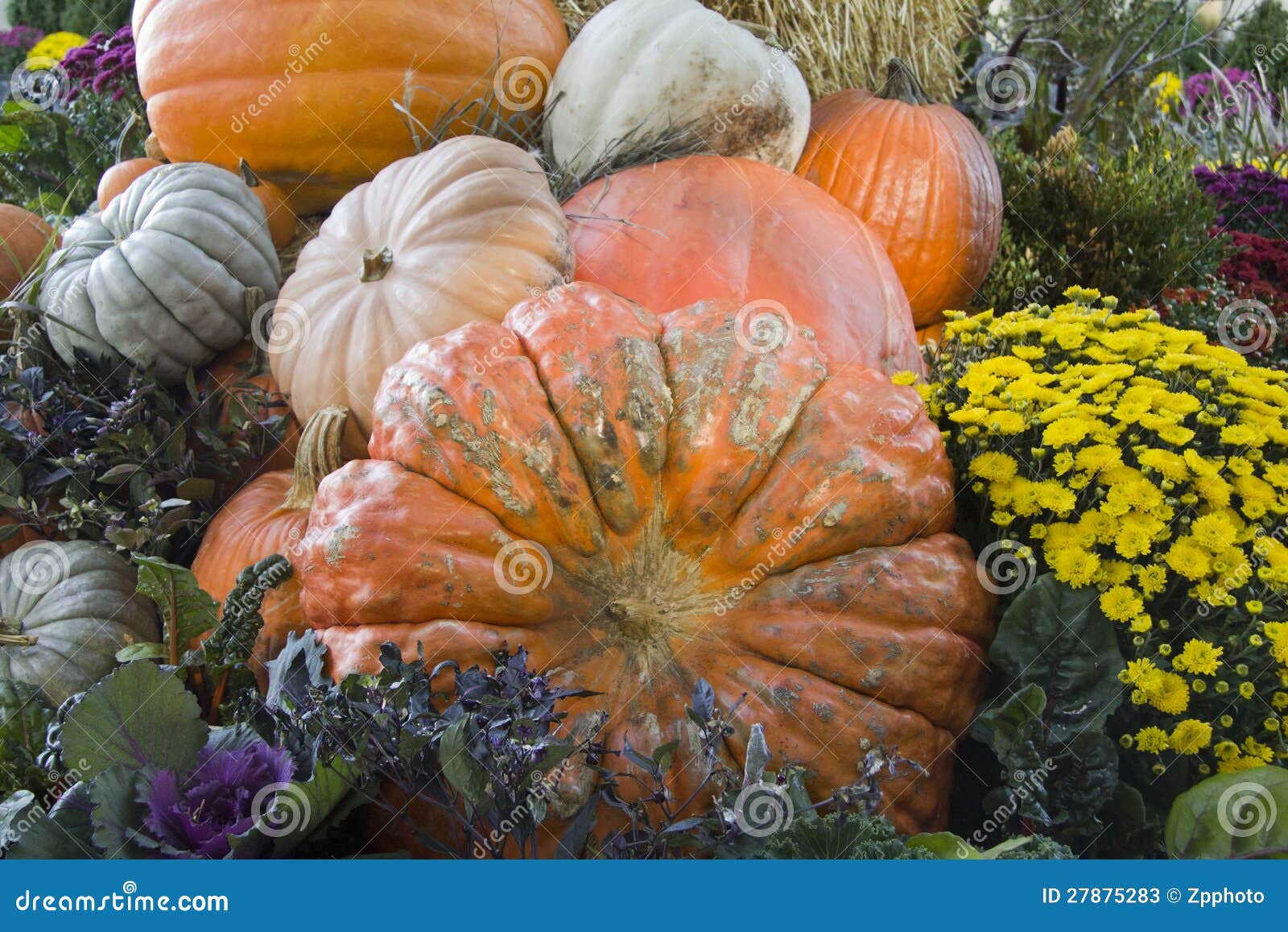 Colorful Fall Pumpkins and Flowers Stock Image - Image of harvested ...