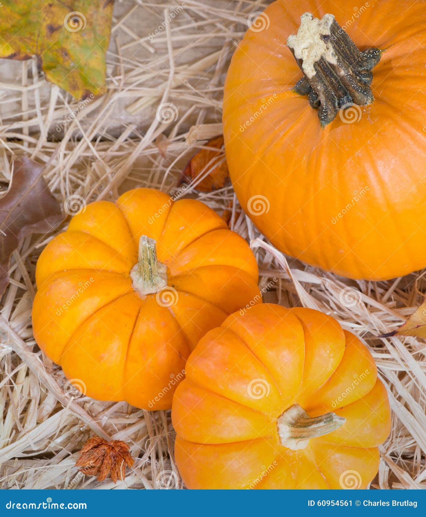 Colorful Fall Pumpkins stock image. Image of thanksgiving - 60954561