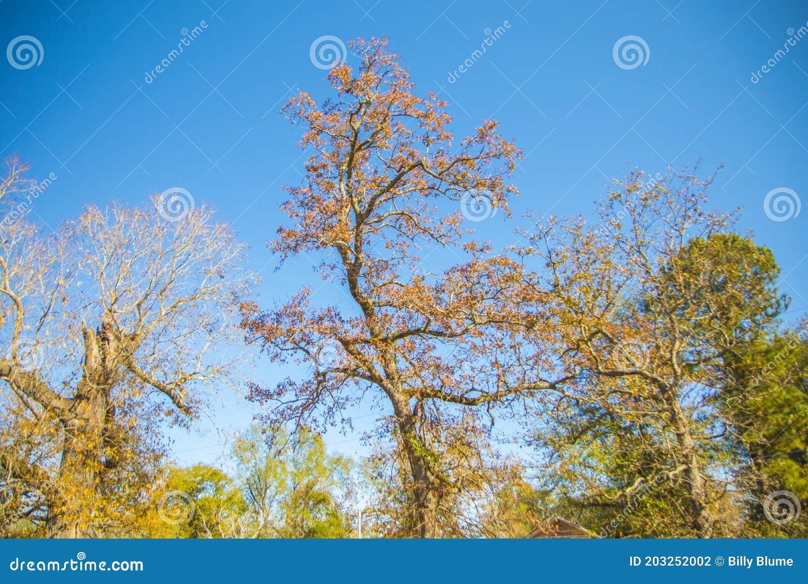 Colorful Fall Tree Line and Blue Sky in the Fall Stock Photo - Image of ...