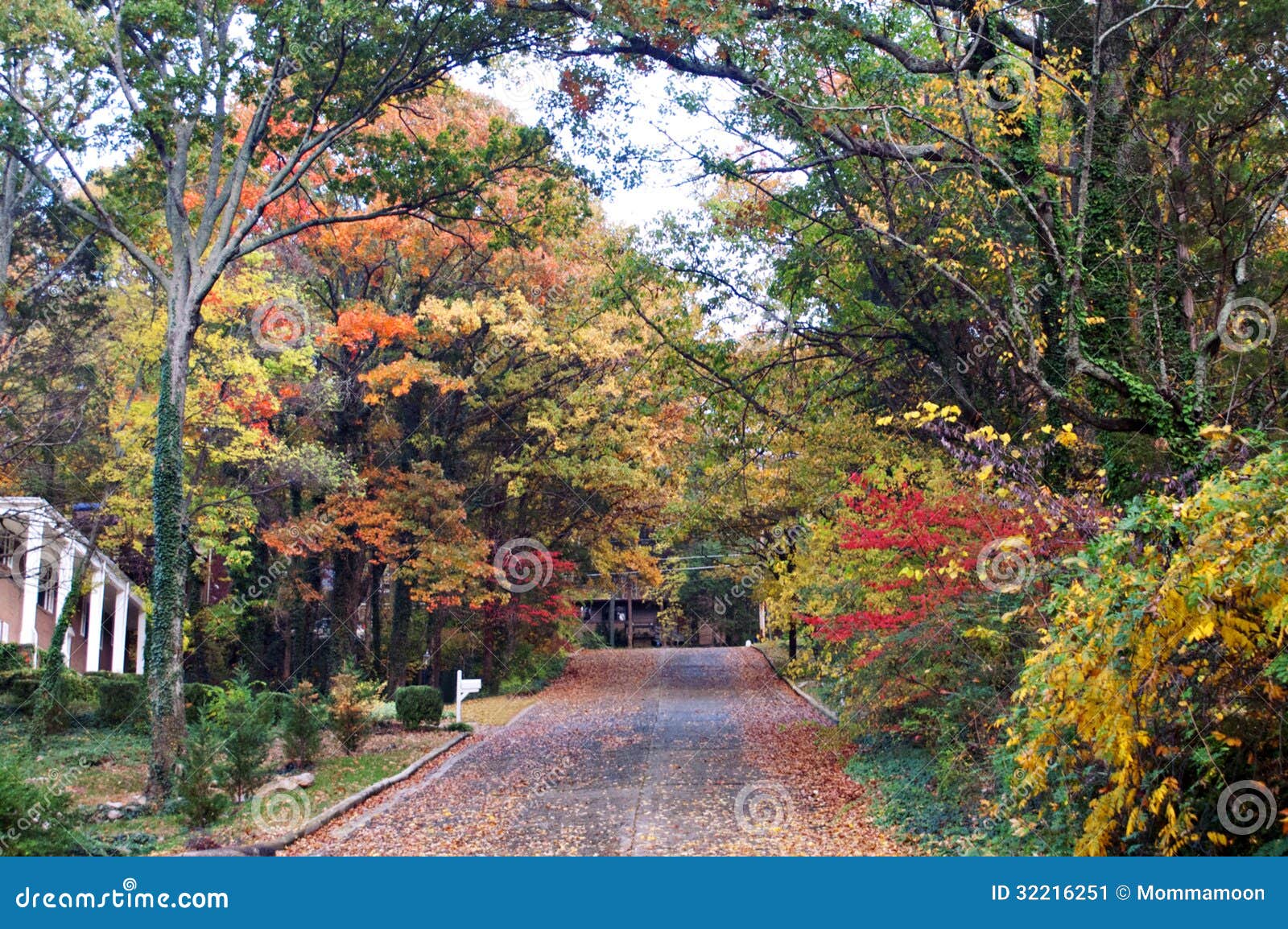 Colorful Fall Tree Lined Path Stock Image - Image of street, scenery ...