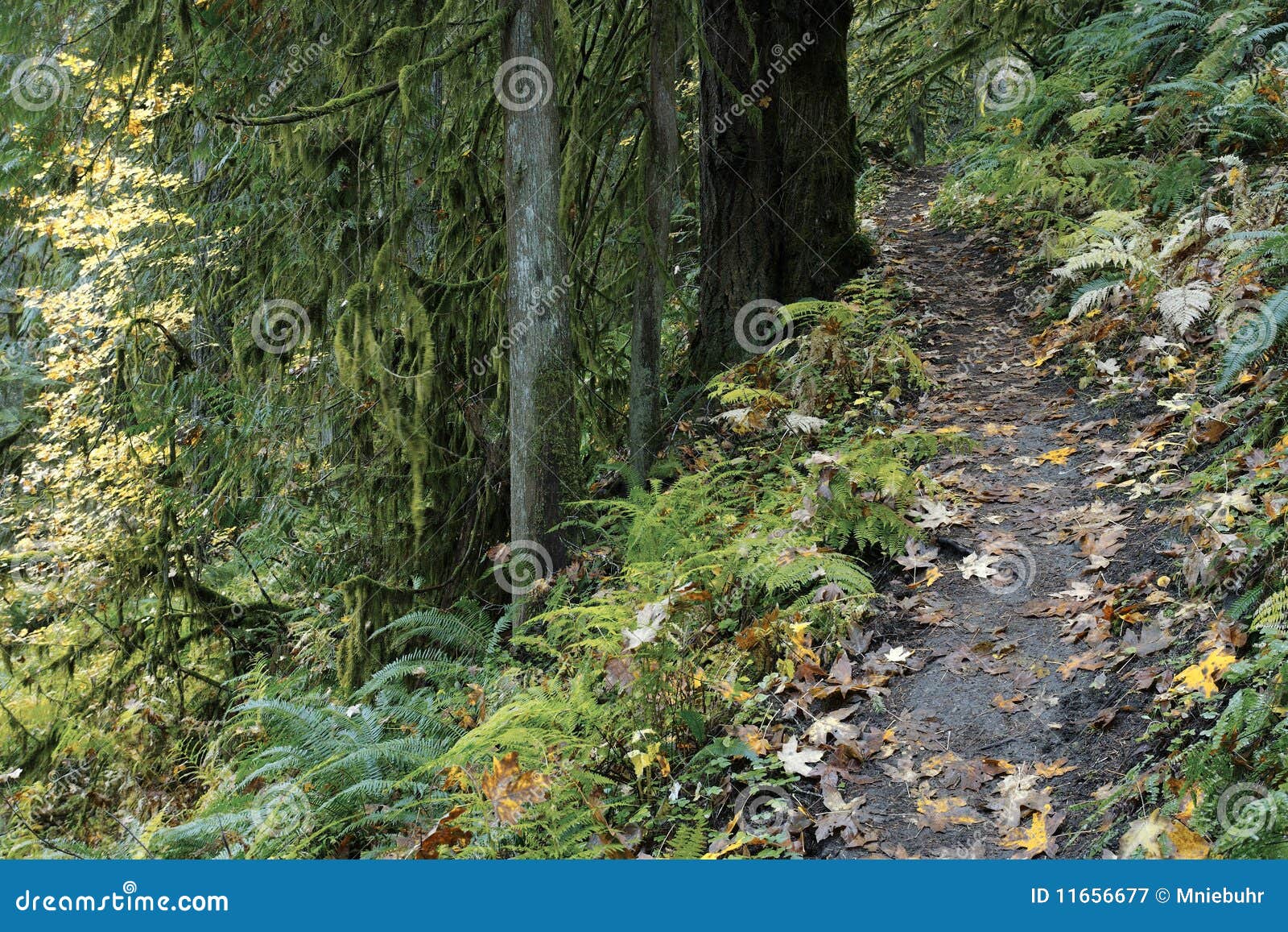 Colorful Fall Trees Along a Forested Hiking Trail Stock Image - Image ...