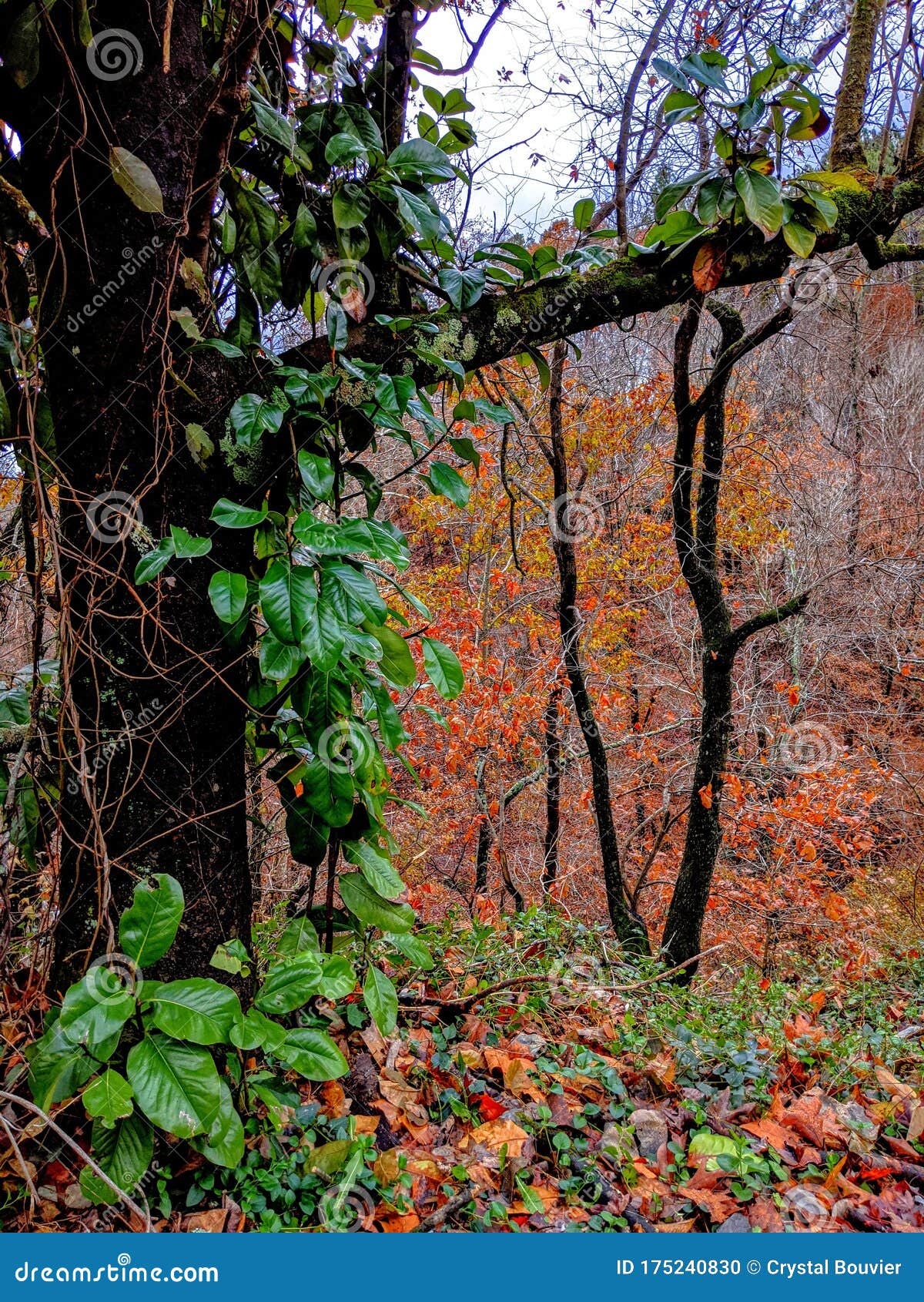 Colorful fall Vines stock photo. Image of orande, leaves - 175240830