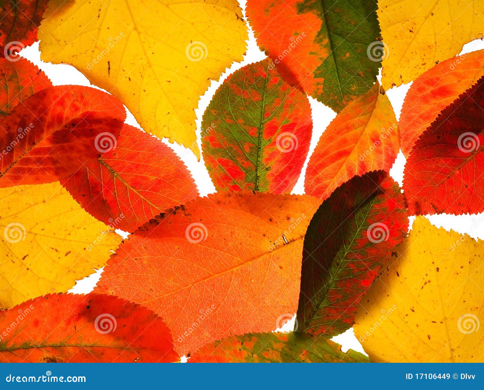 Colorful Fallen Autumn Leaves Stock Image - Image of color, foliage ...