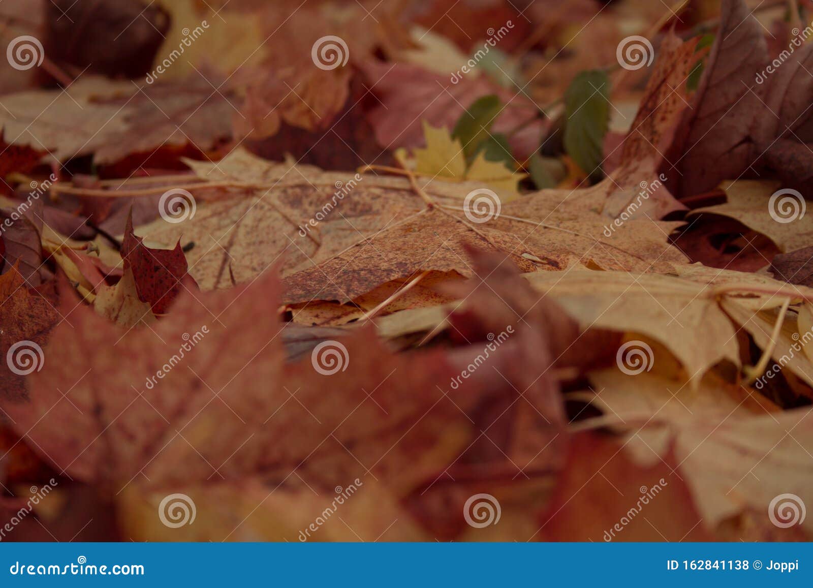 Colorful Fallen Autumn Leaves on the Ground Stock Photo - Image of ...